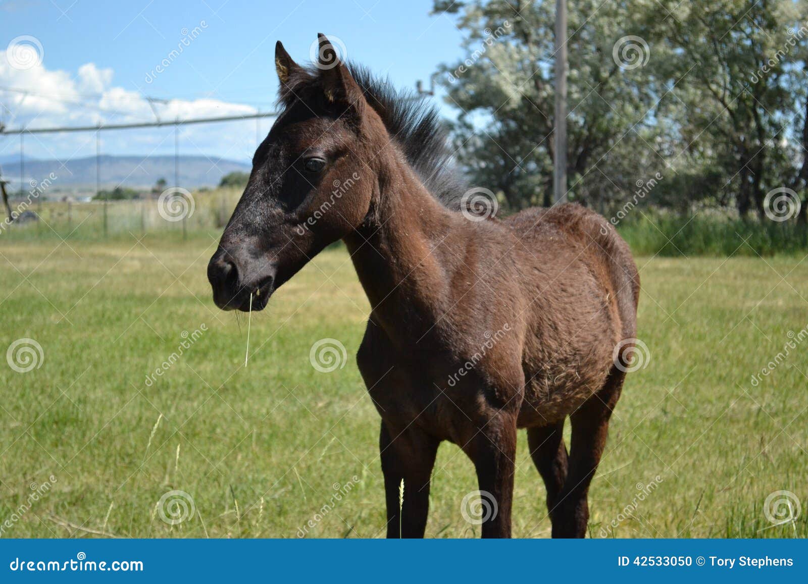 Young Thoroughbred Cross Colt in a Pasture Stock Photo - Image of twin ...