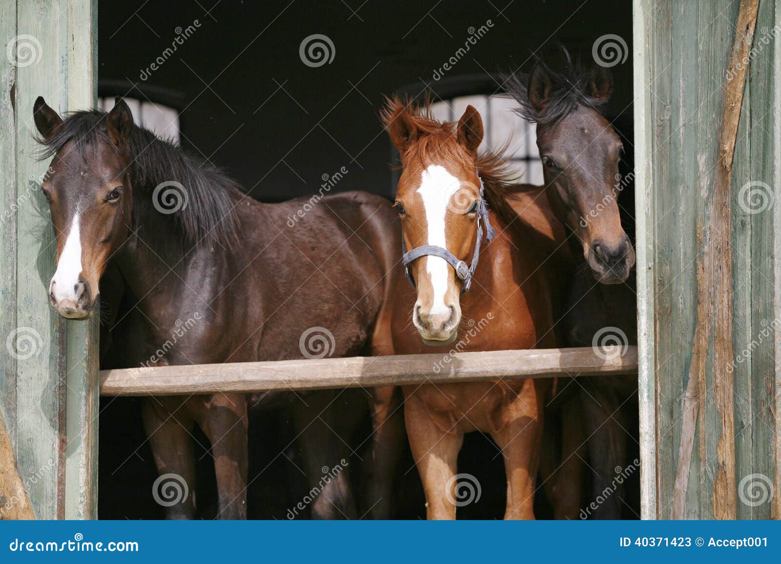 Young Thoroughbred Horses in the Stable Stock Image - Image of mare ...