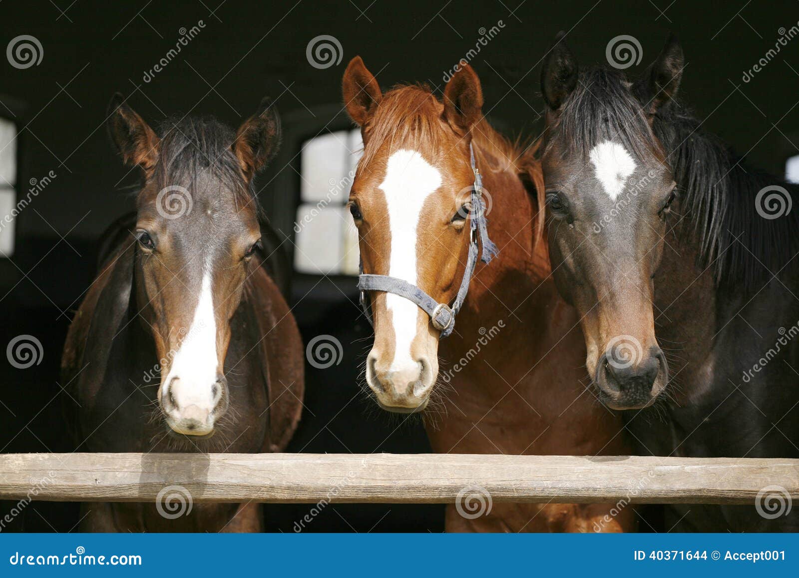 Young Thoroughbred Horses in the Stable Stock Photo - Image of gate ...