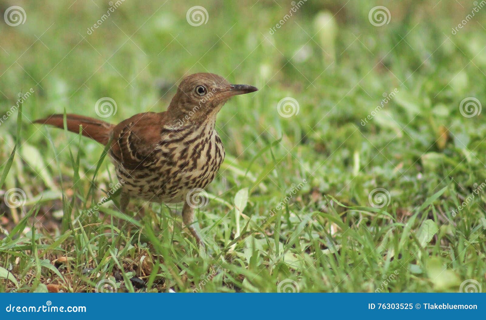 Young Thrasher bird stock image. Image of immature, carolina - 76303525