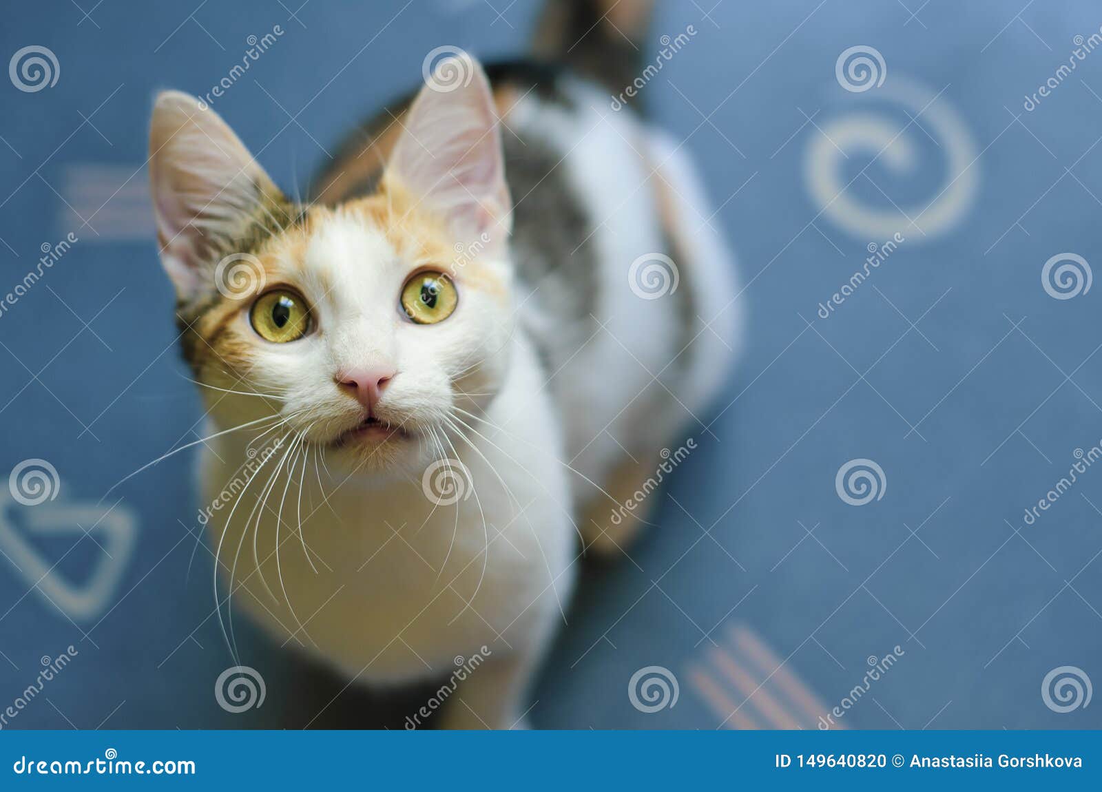 Young Three-colored Cat Looking Up Curiously.Curious Kitten. Stock ...