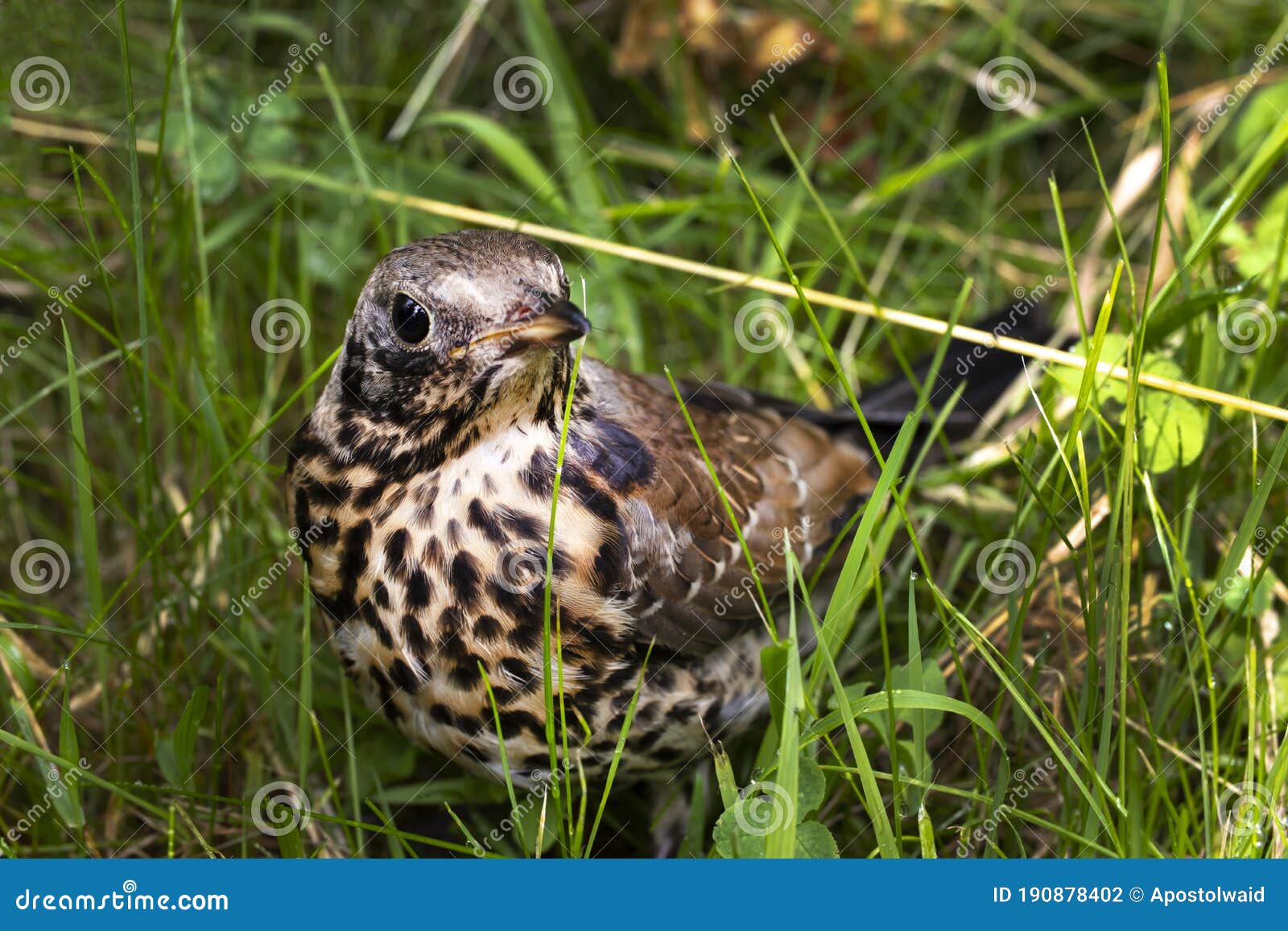 Young Thrush Bird Out of Town on Green Grass. Open Beak Thrush Stock ...