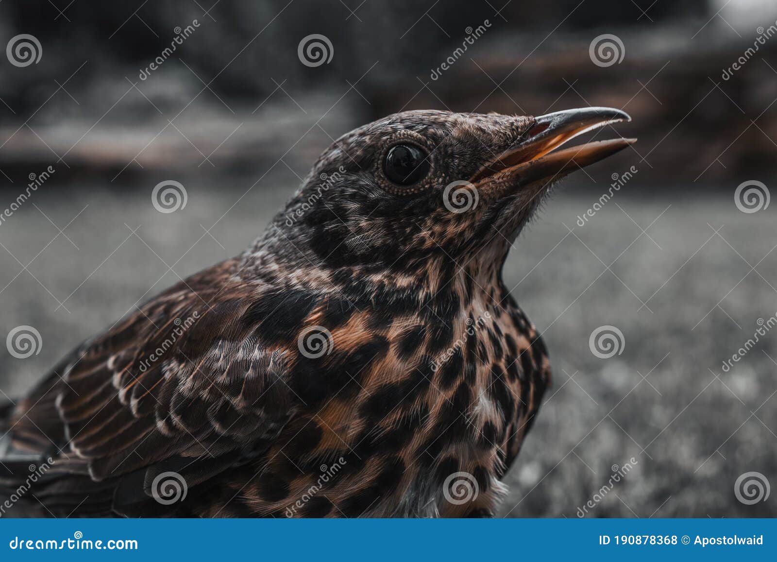 Young Thrush Bird Out of Town. Open Beak Thrush. Wild Nature Stock ...
