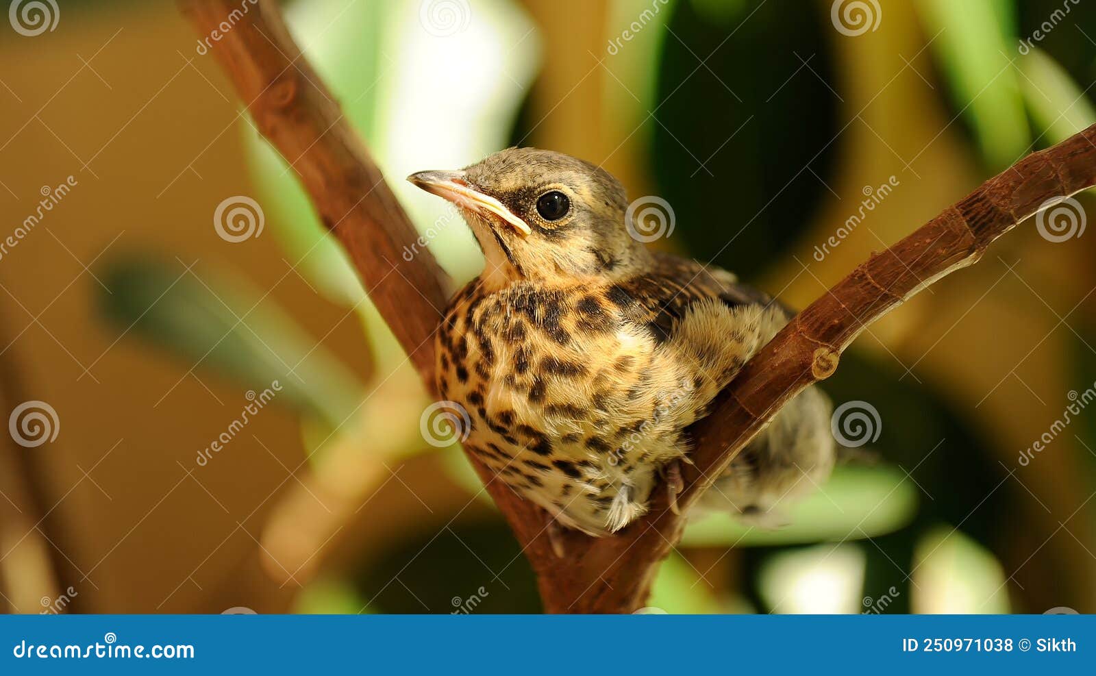 Young Thrush Bird on Tree Close-Up Stock Photo - Image of pilaris ...