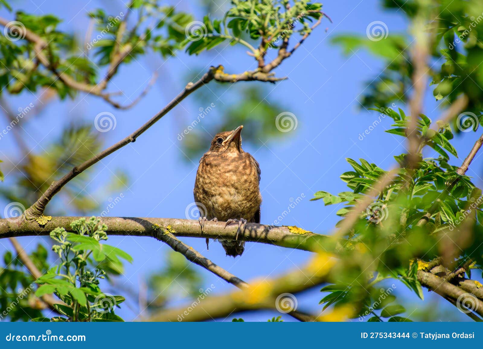 A Young Thrush Sits on a Branch Waiting for a Parent To Feed it Stock ...