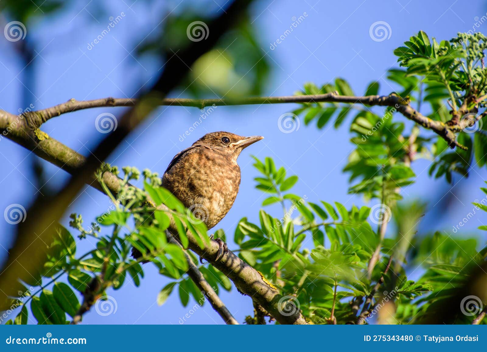 A Young Thrush Sits on a Branch Waiting for a Parent To Feed it Stock ...