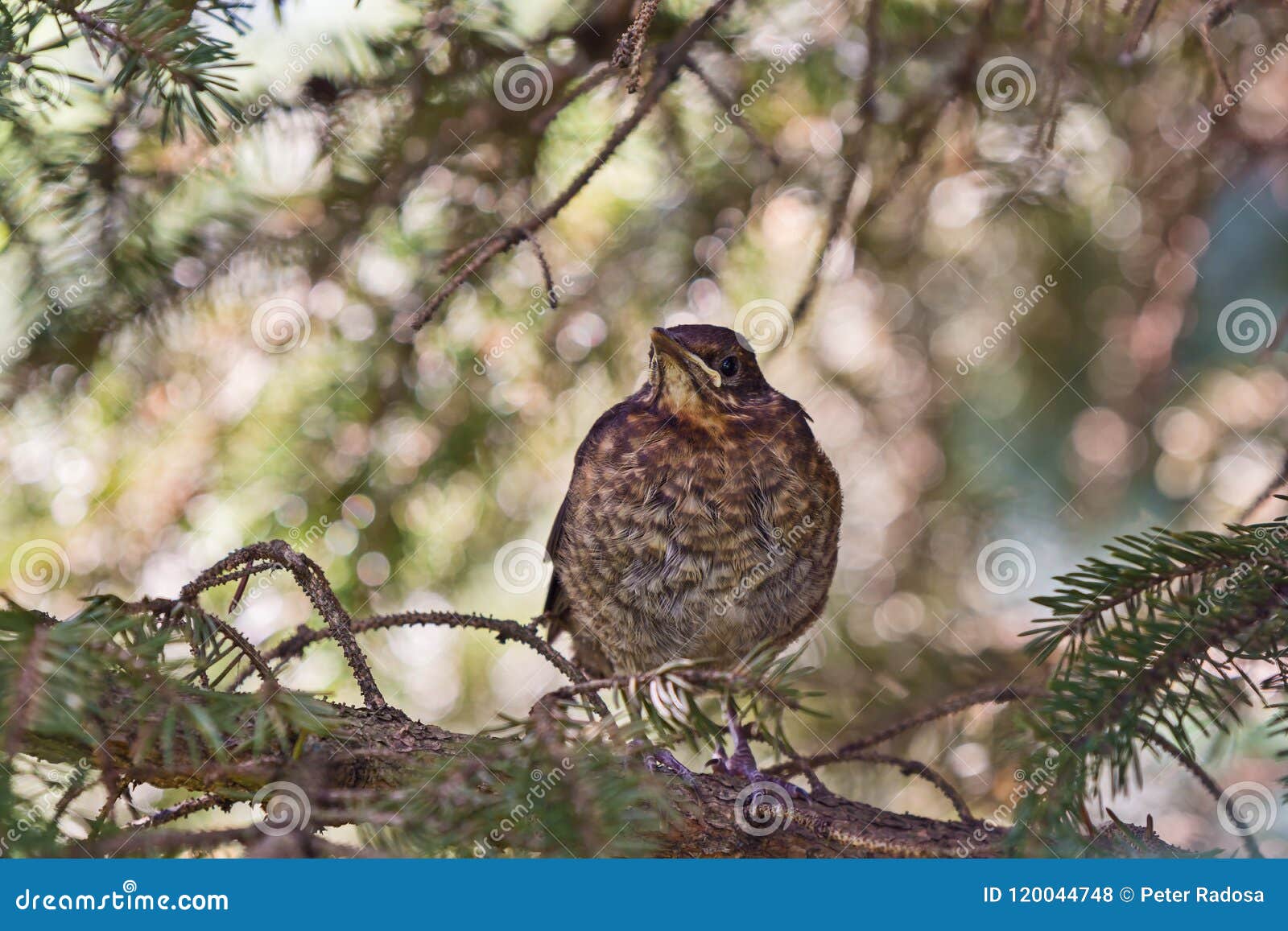 Young Thrush Sitting on a Branch of the Tree Stock Photo - Image of ...