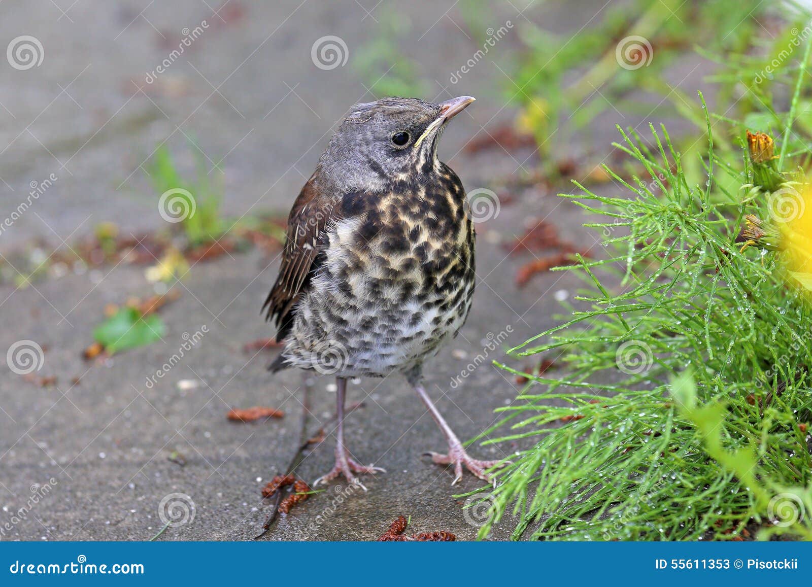 Baby Thrush Bird