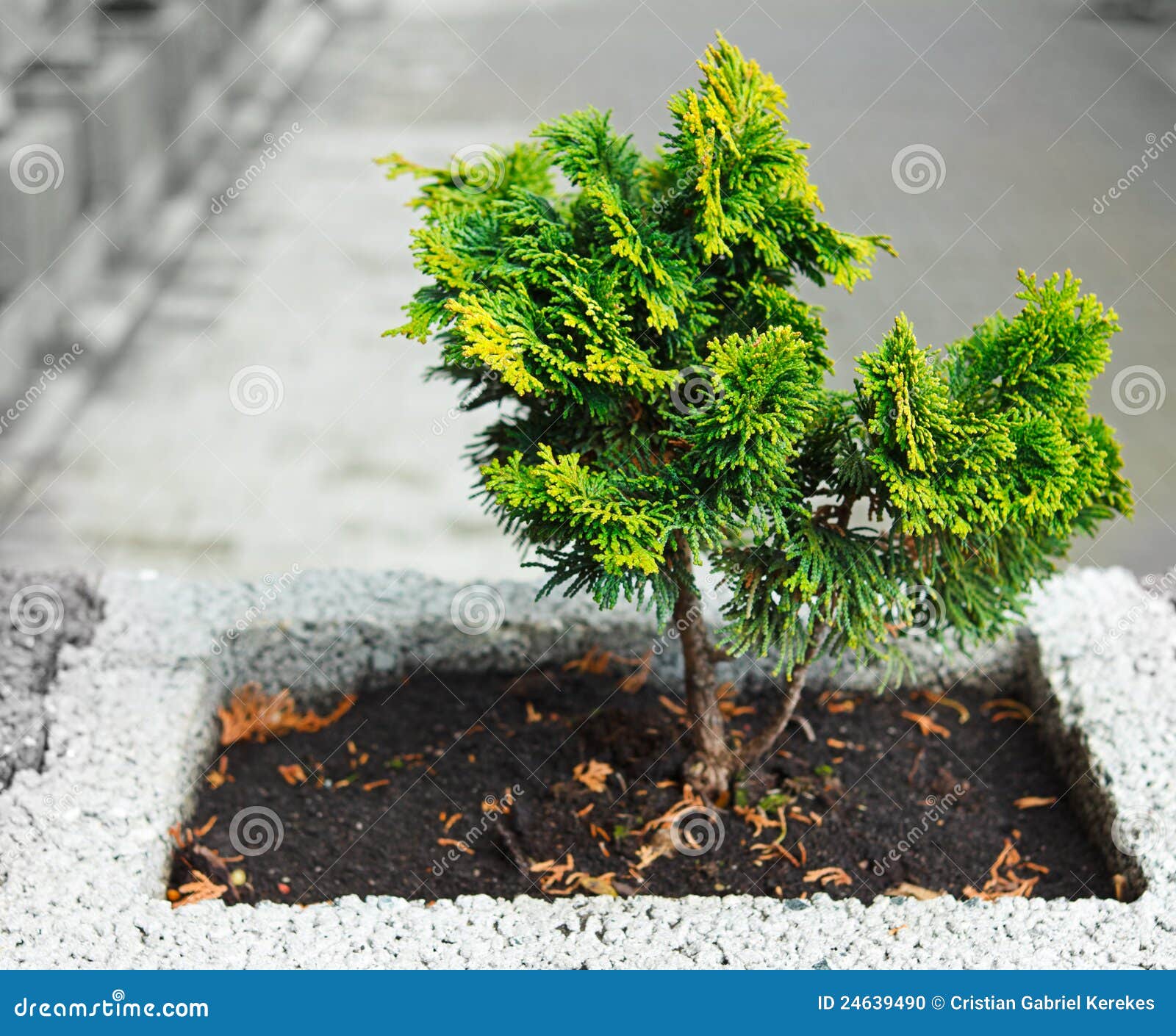 Thuja Occidentalis, Also Known As Northern White-cedar Or Eastern ...