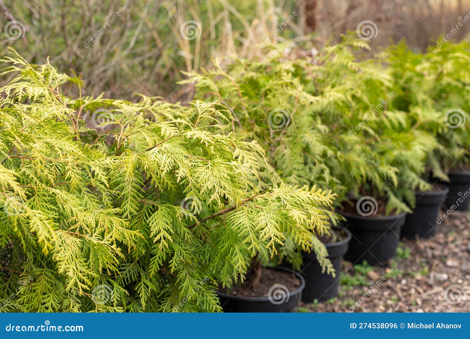 Young Thuja Plants in Pots on Tree Farm Stock Photo - Image of western ...