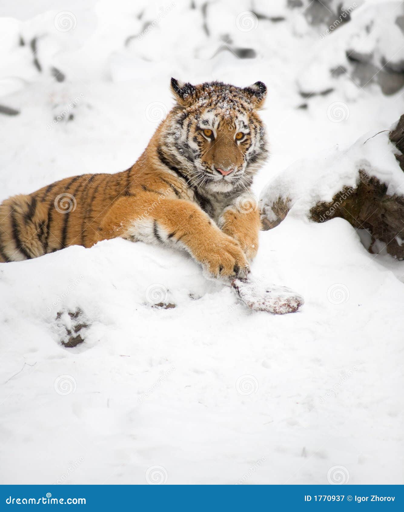Young tiger stock image. Image of feline, nature, wildcat - 1770937