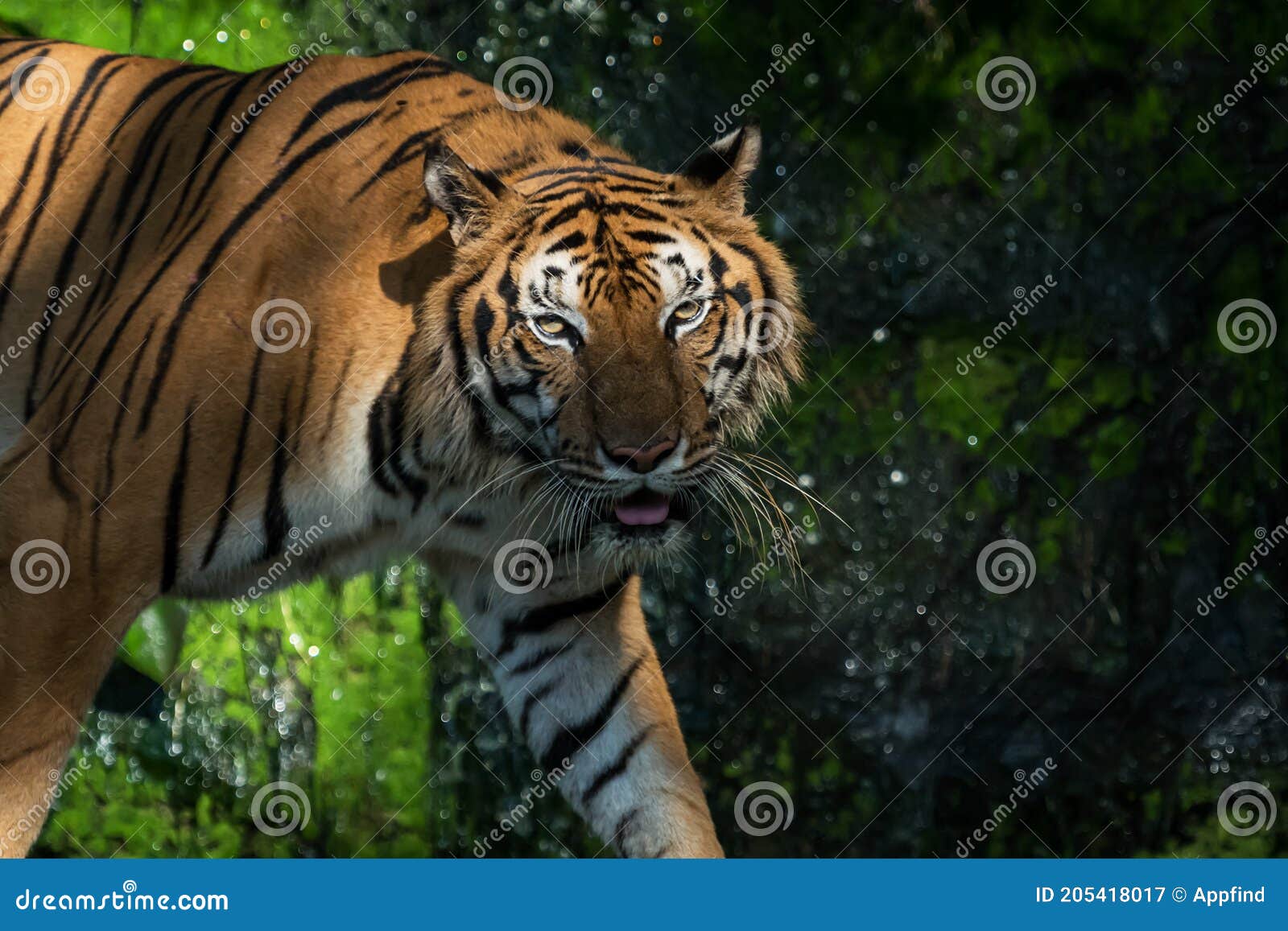 Photos of tiger naturally stock image. Image of feline - 205418017