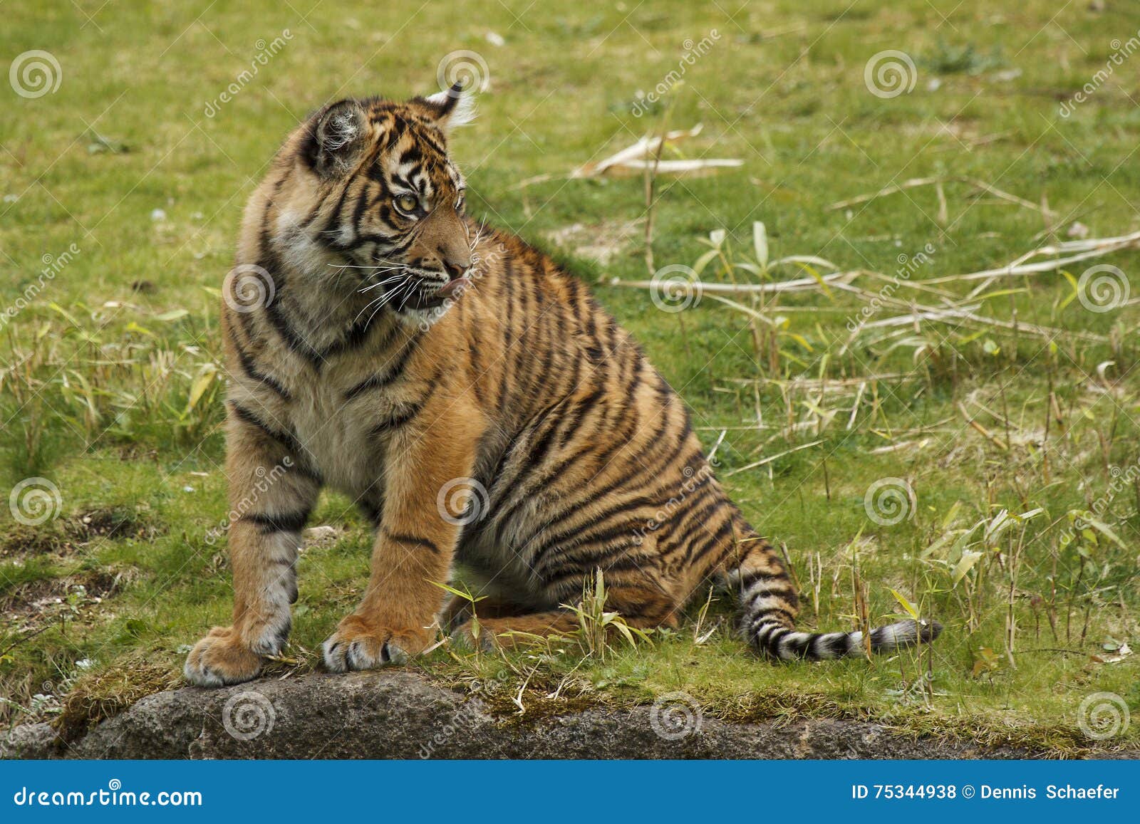 Young Tiger Eating Gaur Meat At Tadoba Tiger Reserve Maharashtra,India ...
