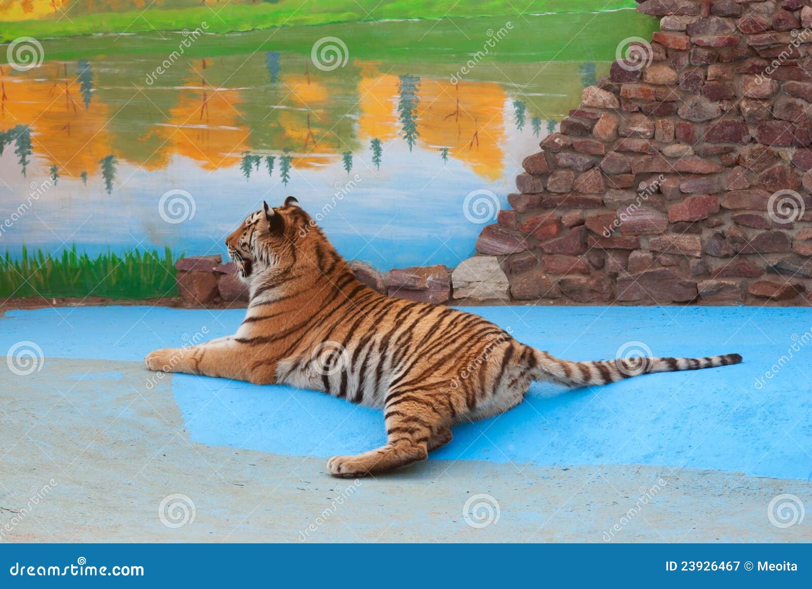 Young tiger rests stock image. Image of sleepy, mammal - 23926467