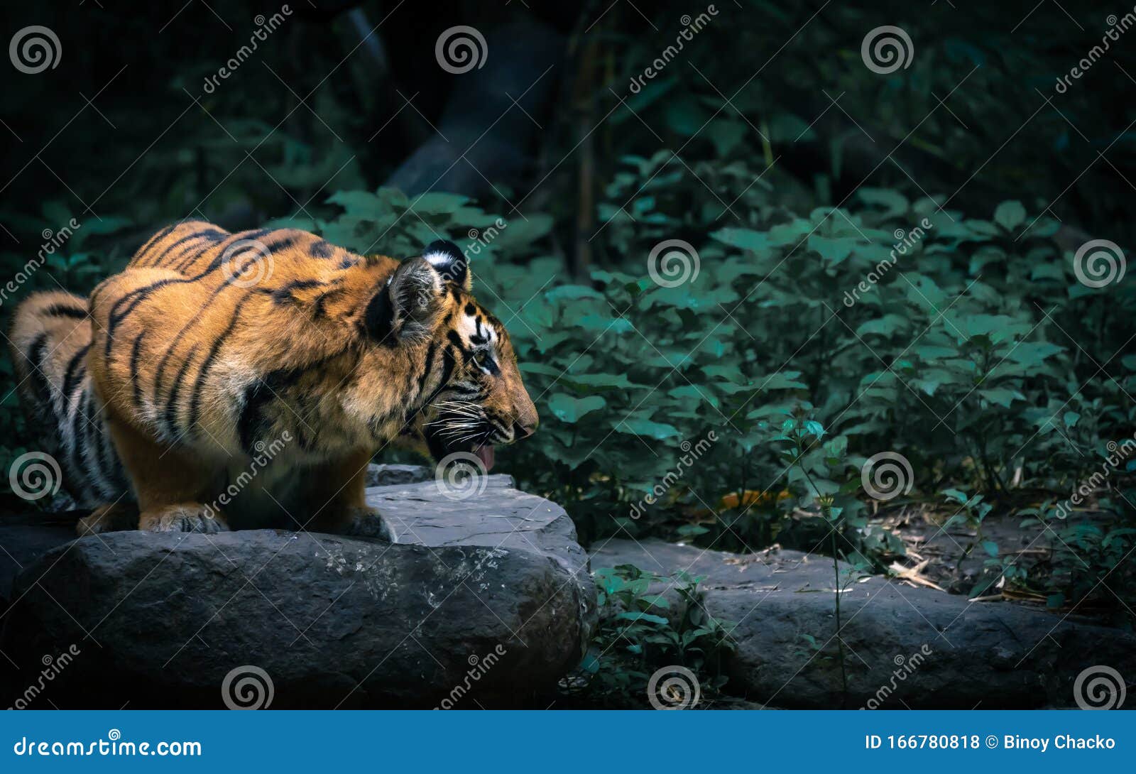 Young Tiger in Side Profile in High Alert Crouching Position Stock ...