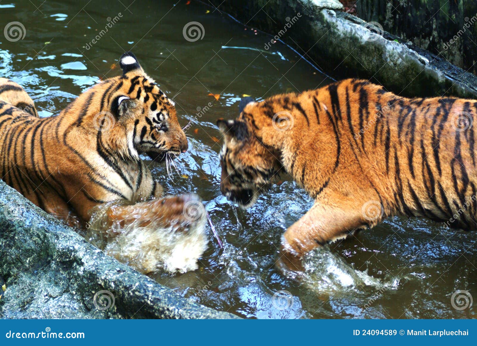 Young tigers playing. stock image. Image of twin, thai - 24094589