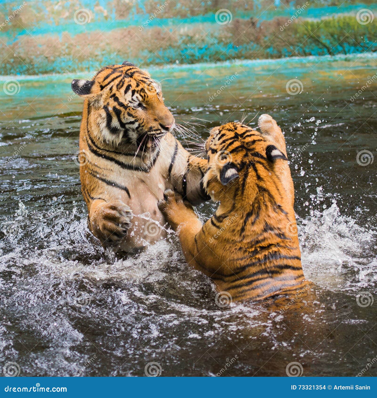 Young Tigers are Playing in a Pool Stock Photo - Image of sunny, beauty ...