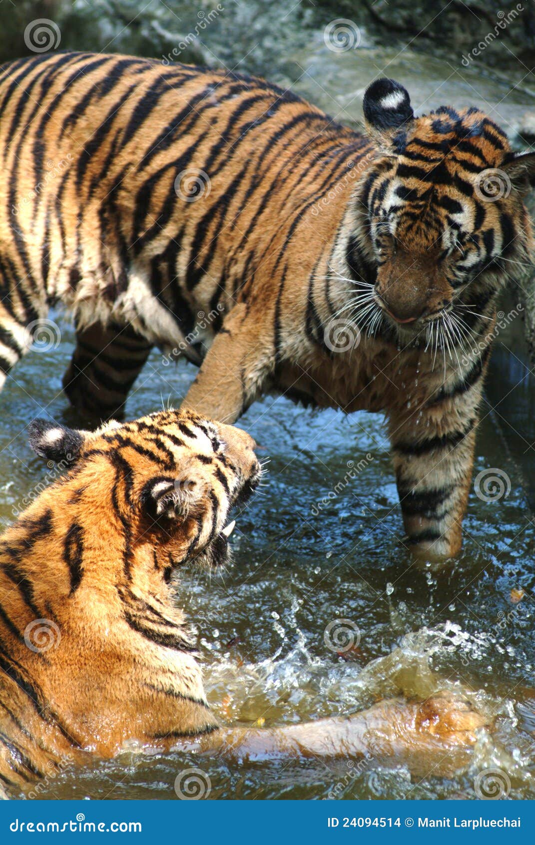 Young Tigers Playing in Water . Stock Photo - Image of carnivore ...