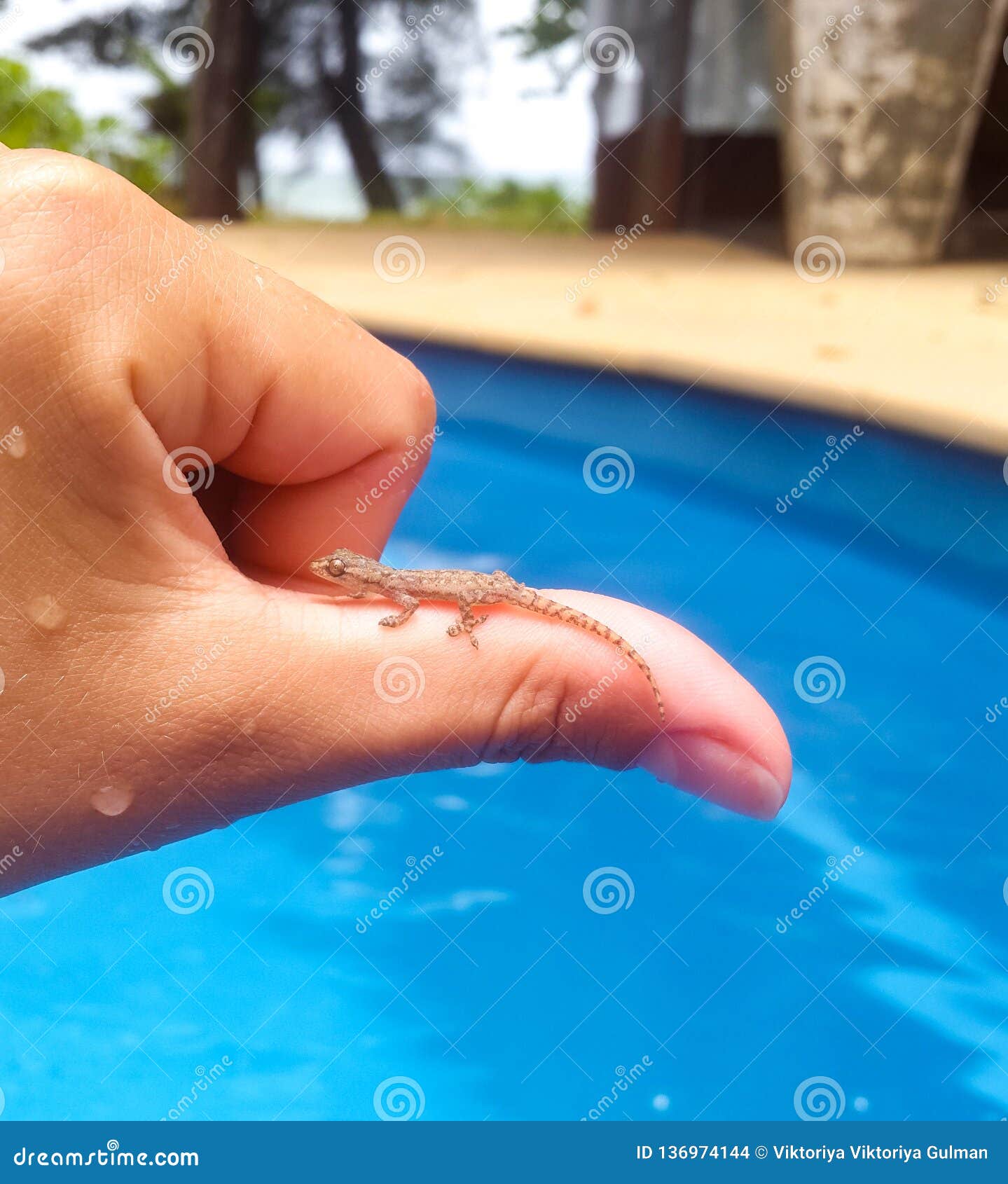 Young Tiny Bearded Dragon Lizard in Human Hand Sitting on Thumb Finger ...