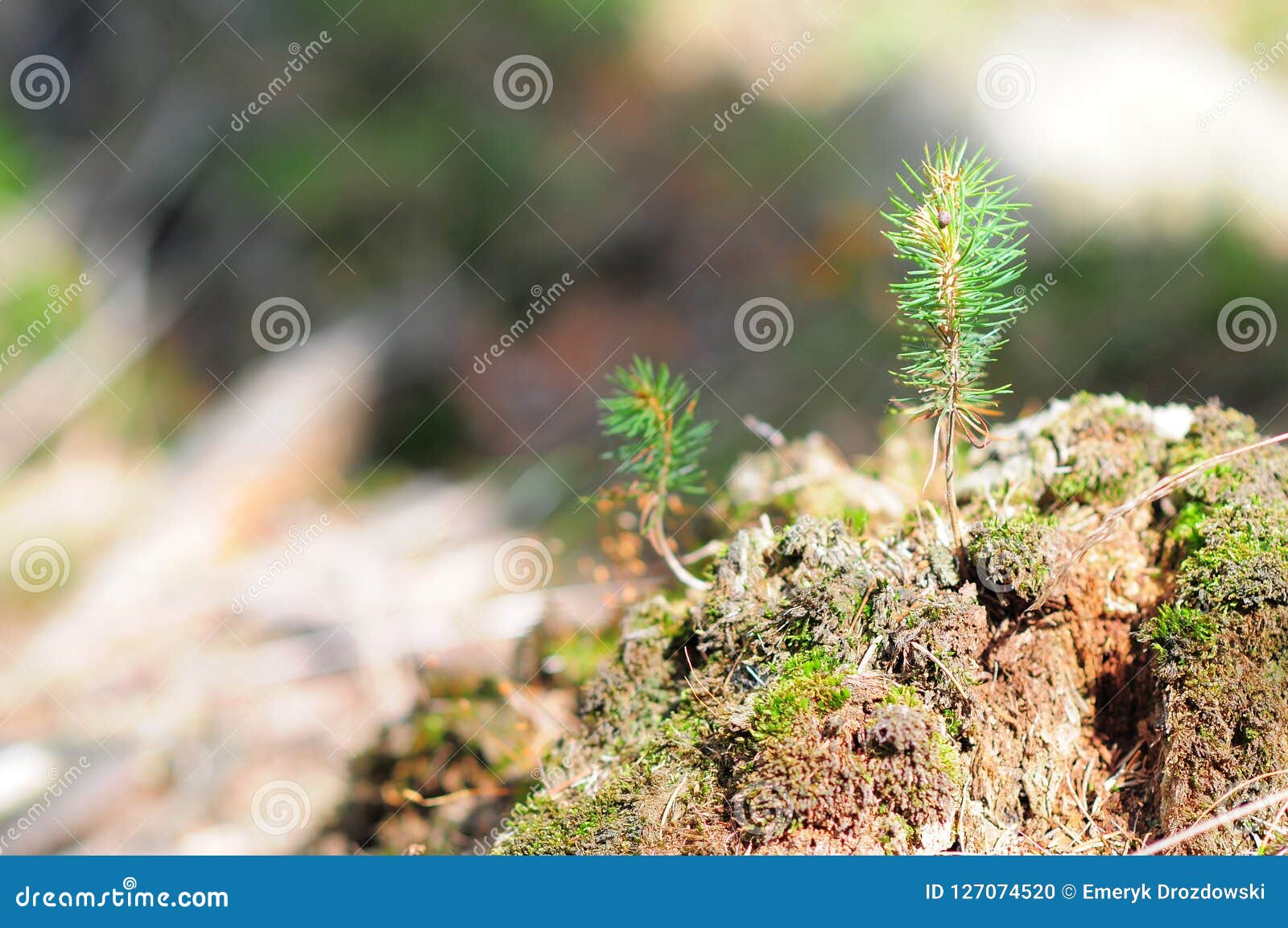 Young Tiny Spruce Picea in the Forest Stock Photo - Image of coniferous ...