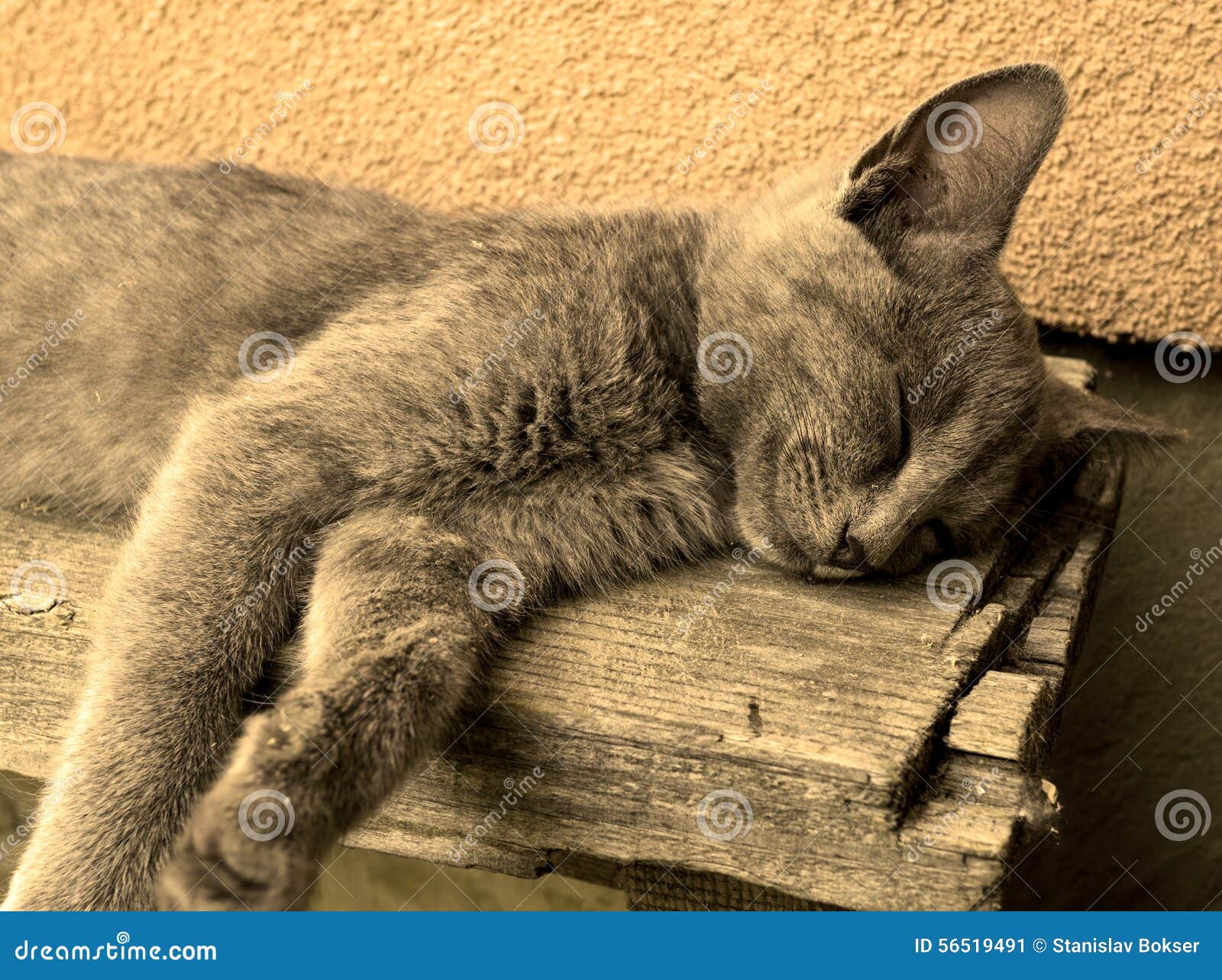 Young Tired Gray Cat Sleeping on Bench Filtered Stock Image - Image of ...