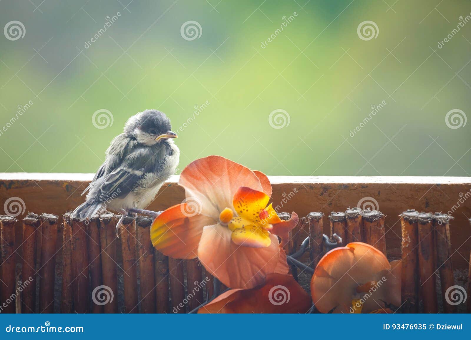 Young titmouse stock image. Image of isolated, incubation - 93476935
