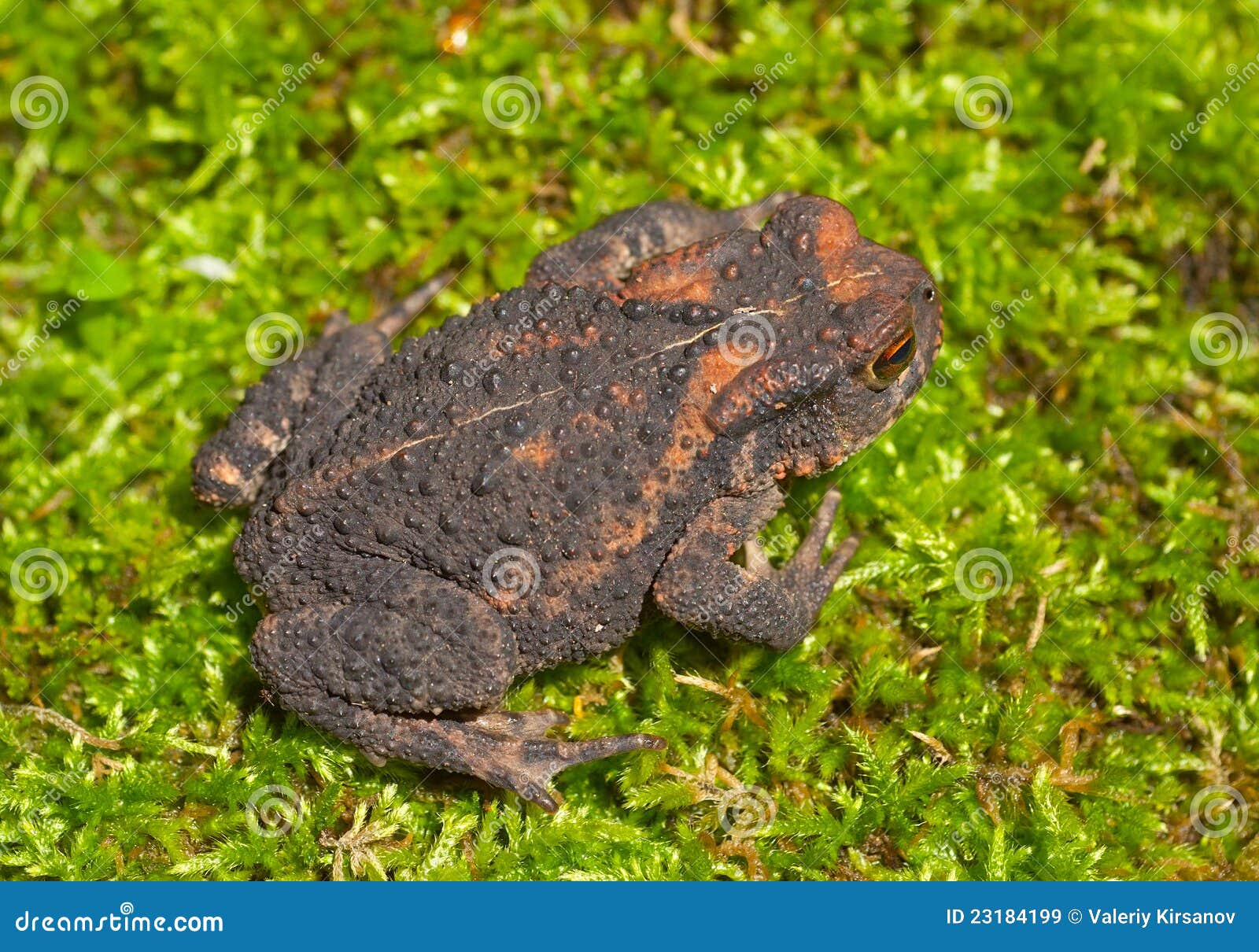 Young Toad (Bufo Gargarizans) 1 Stock Image - Image of wildlife, frog ...