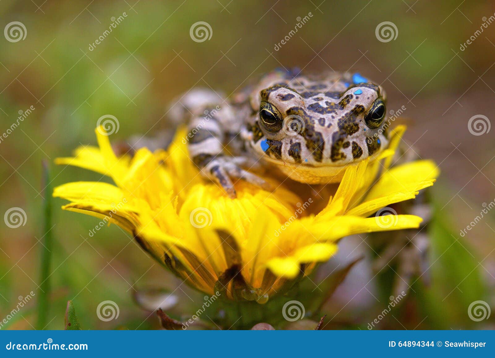 Young toad on the flower stock photo. Image of relax - 64894344
