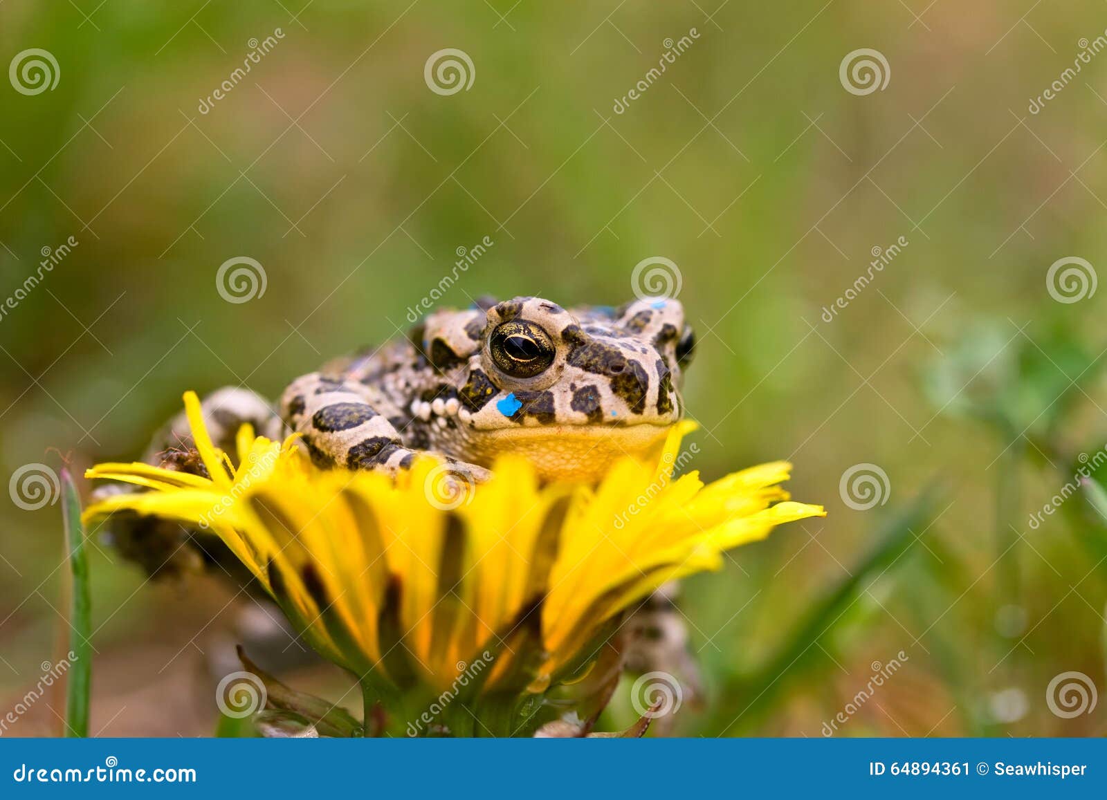 Young toad on the flower stock image. Image of garden - 64894361