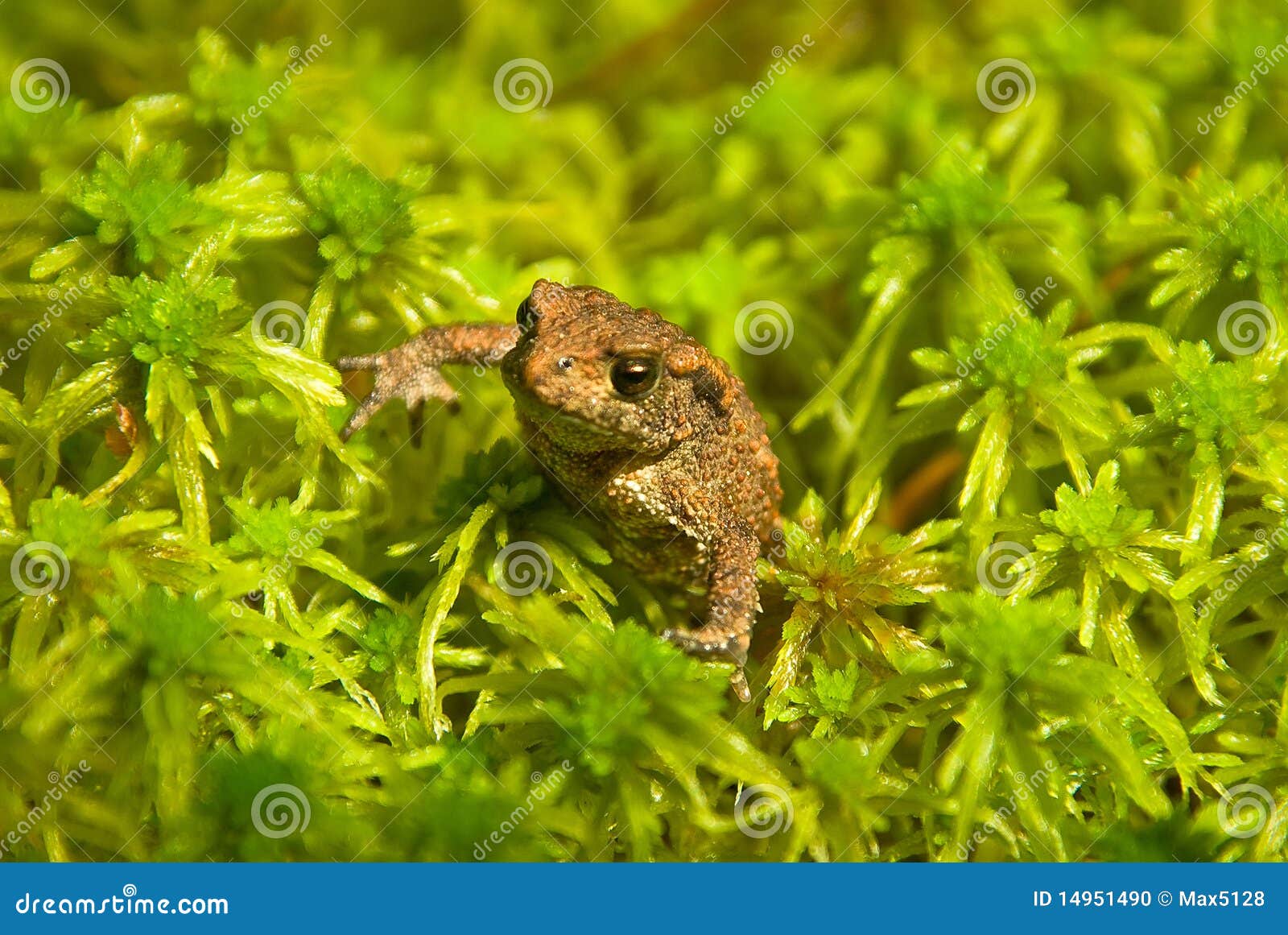 Young toad look stock photo. Image of amphibian, moss - 14951490