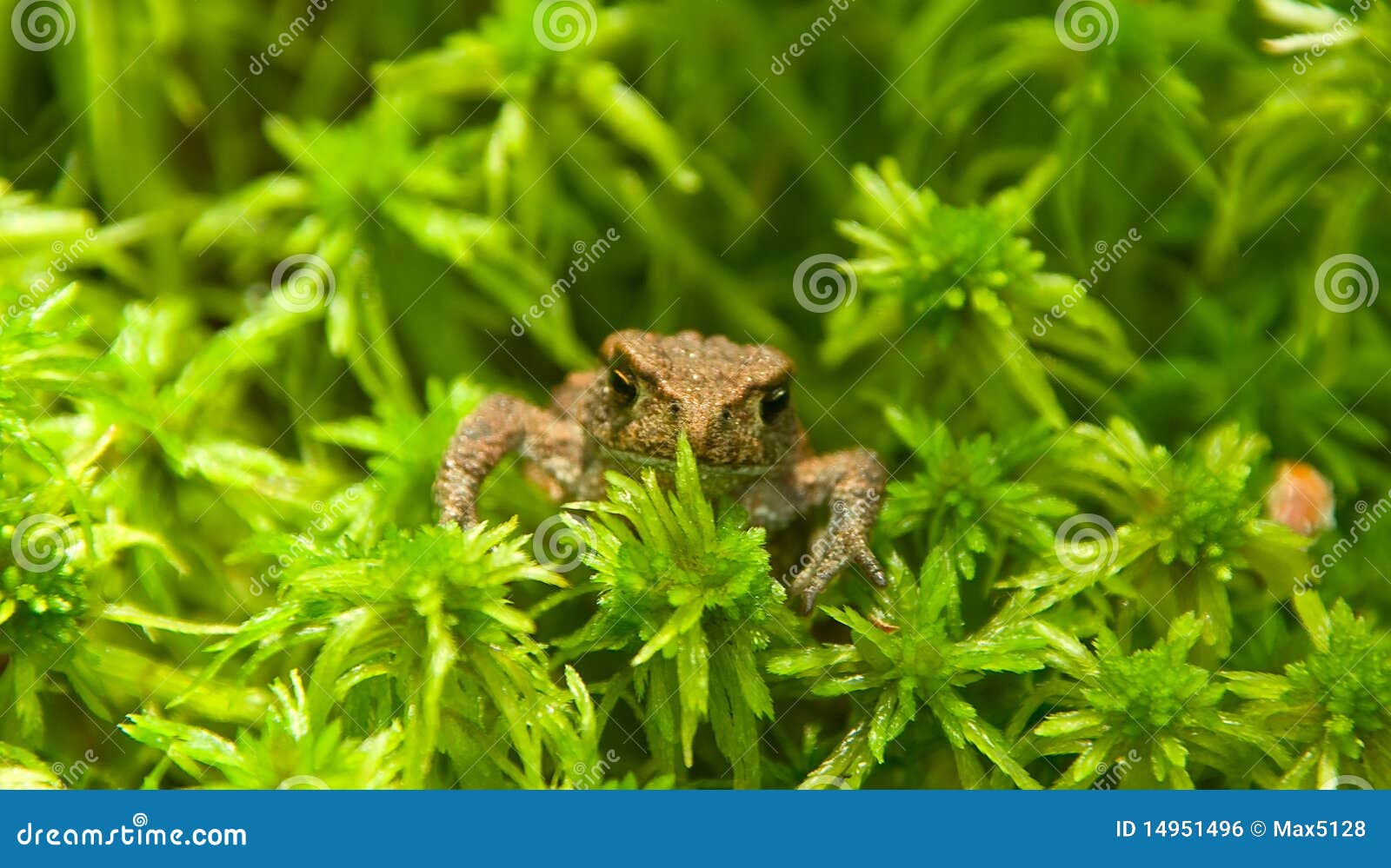Young toad look stock photo. Image of animal, amphibia - 14951496