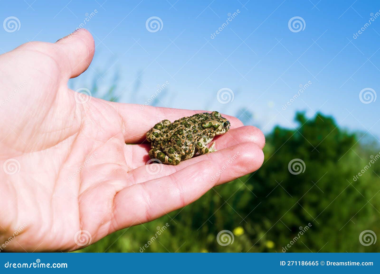 A Young Toad Lurked on a Man S Arm Stock Image - Image of floodplains ...