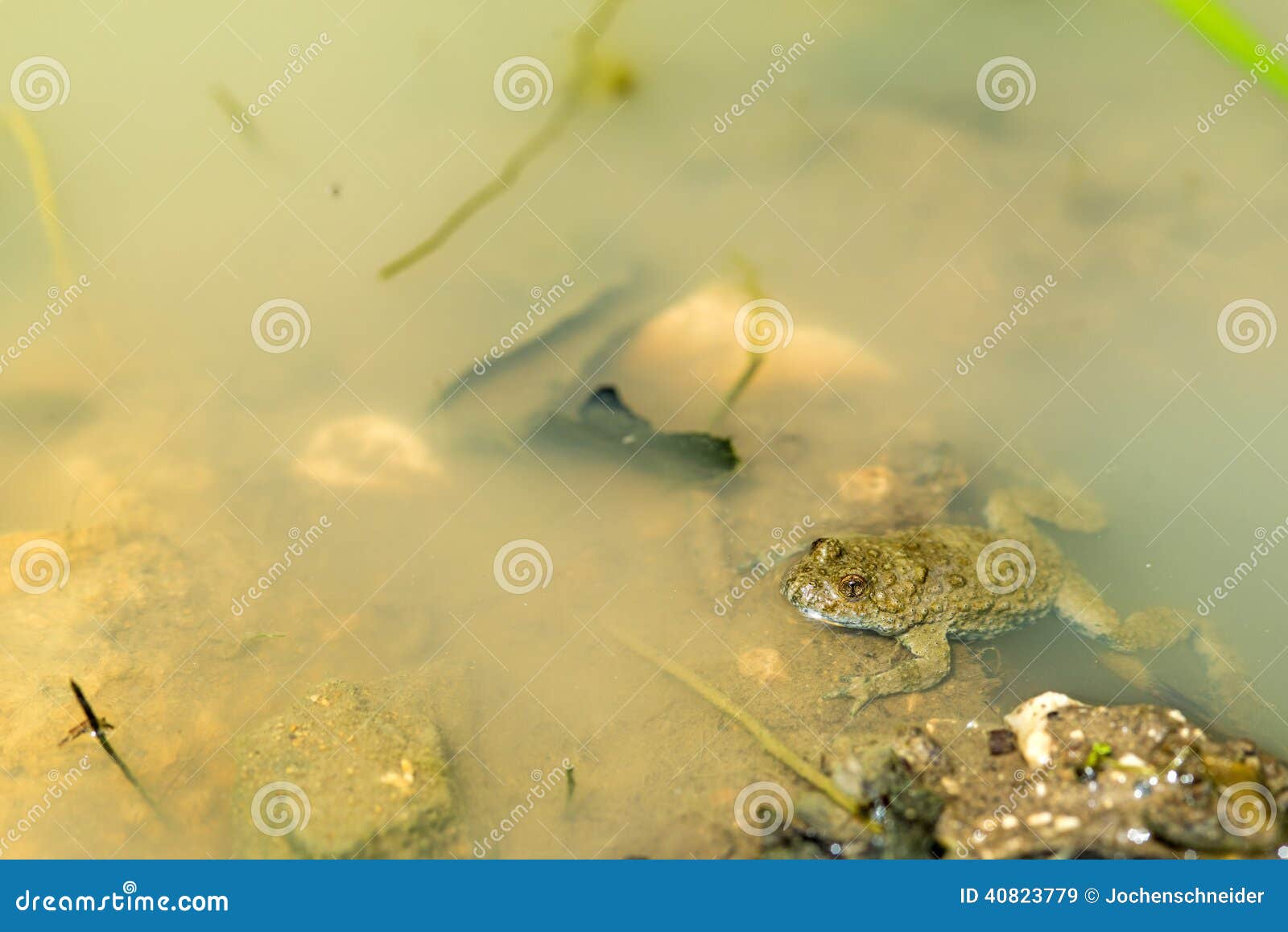 Young toad stock image. Image of animals, wart, forest - 40823779