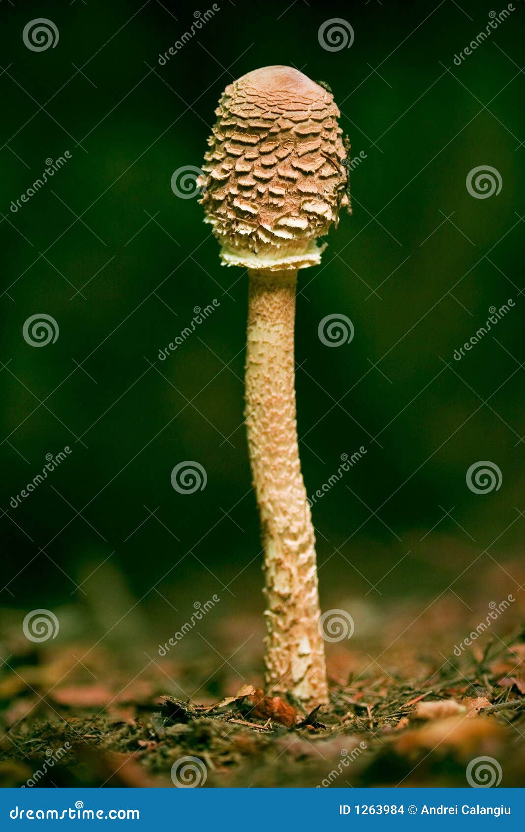 Young toadstool stock photo. Image of sprouting, mushroom - 1263984