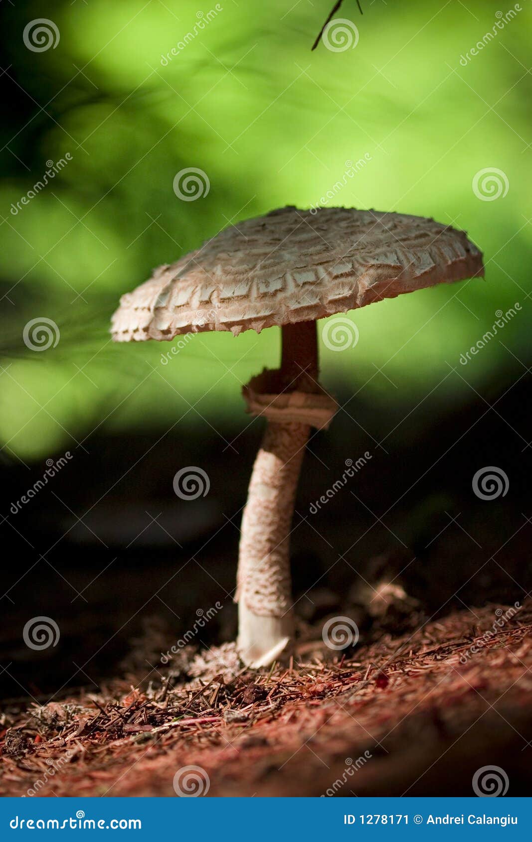 Young toadstool stock image. Image of grow, natural, stage - 1278171