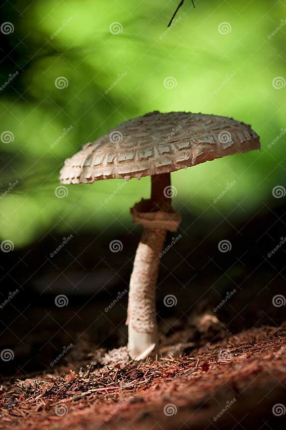 Young toadstool stock image. Image of grow, natural, stage - 1278171