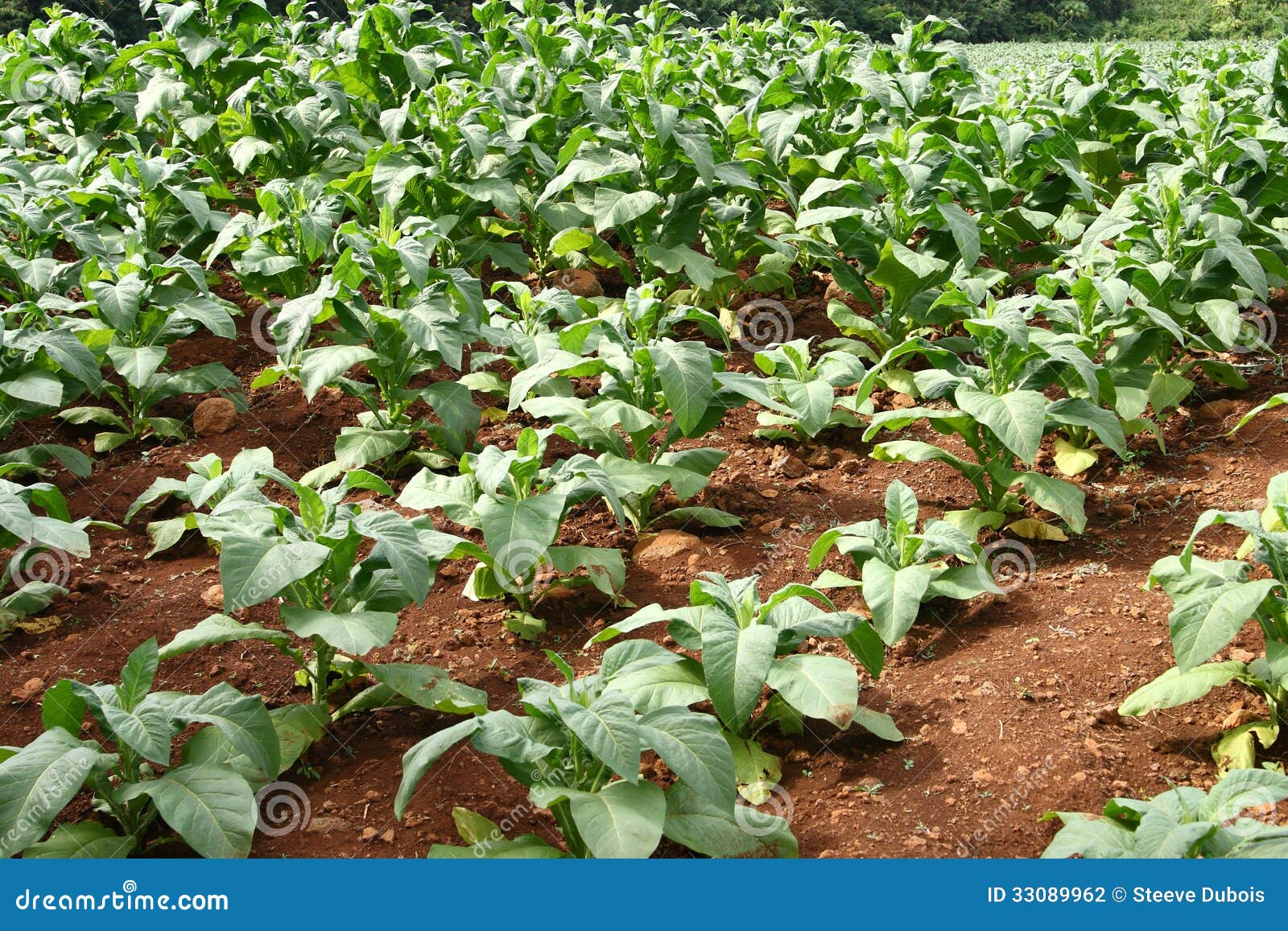 Young tobacco plants stock photo. Image of flora, leaf - 33089962