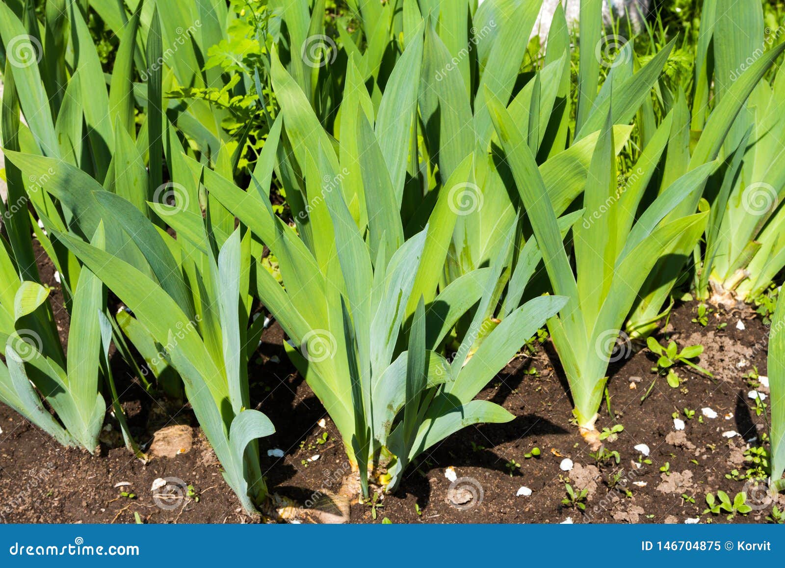 Young toffee sprout stock image. Image of grow, flower - 146704875