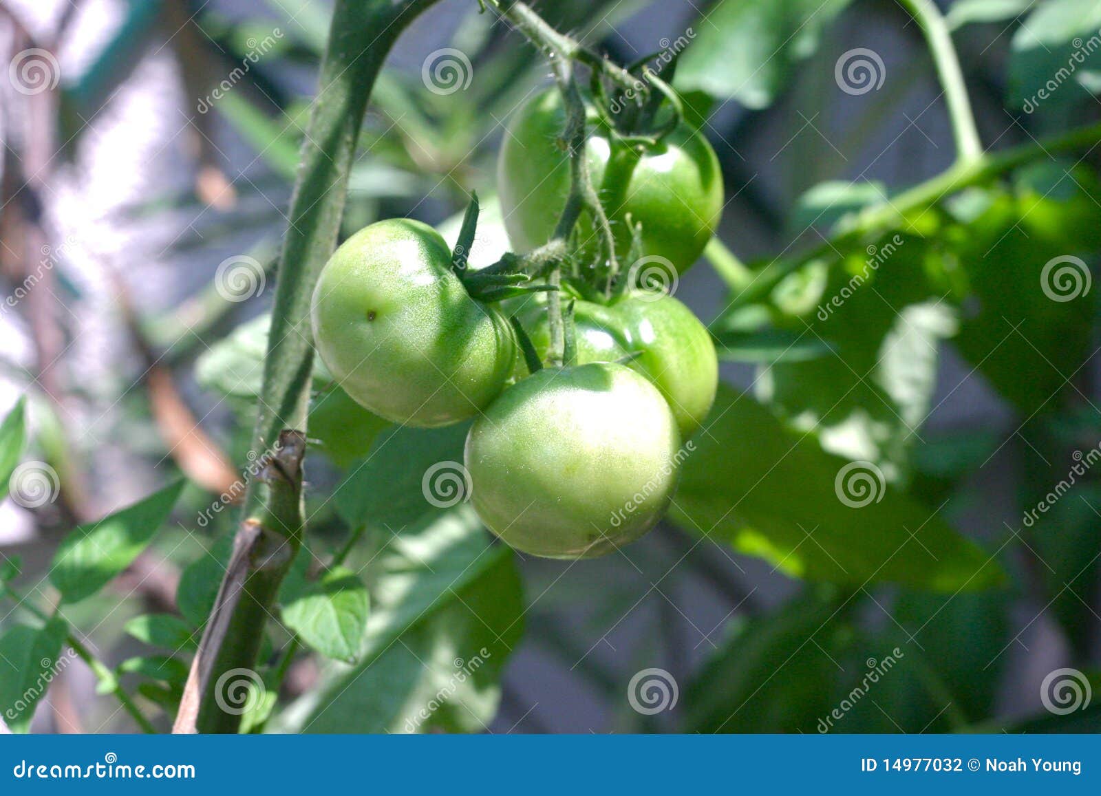 Young Tomato Plant stock photo. Image of food, plants - 14977032