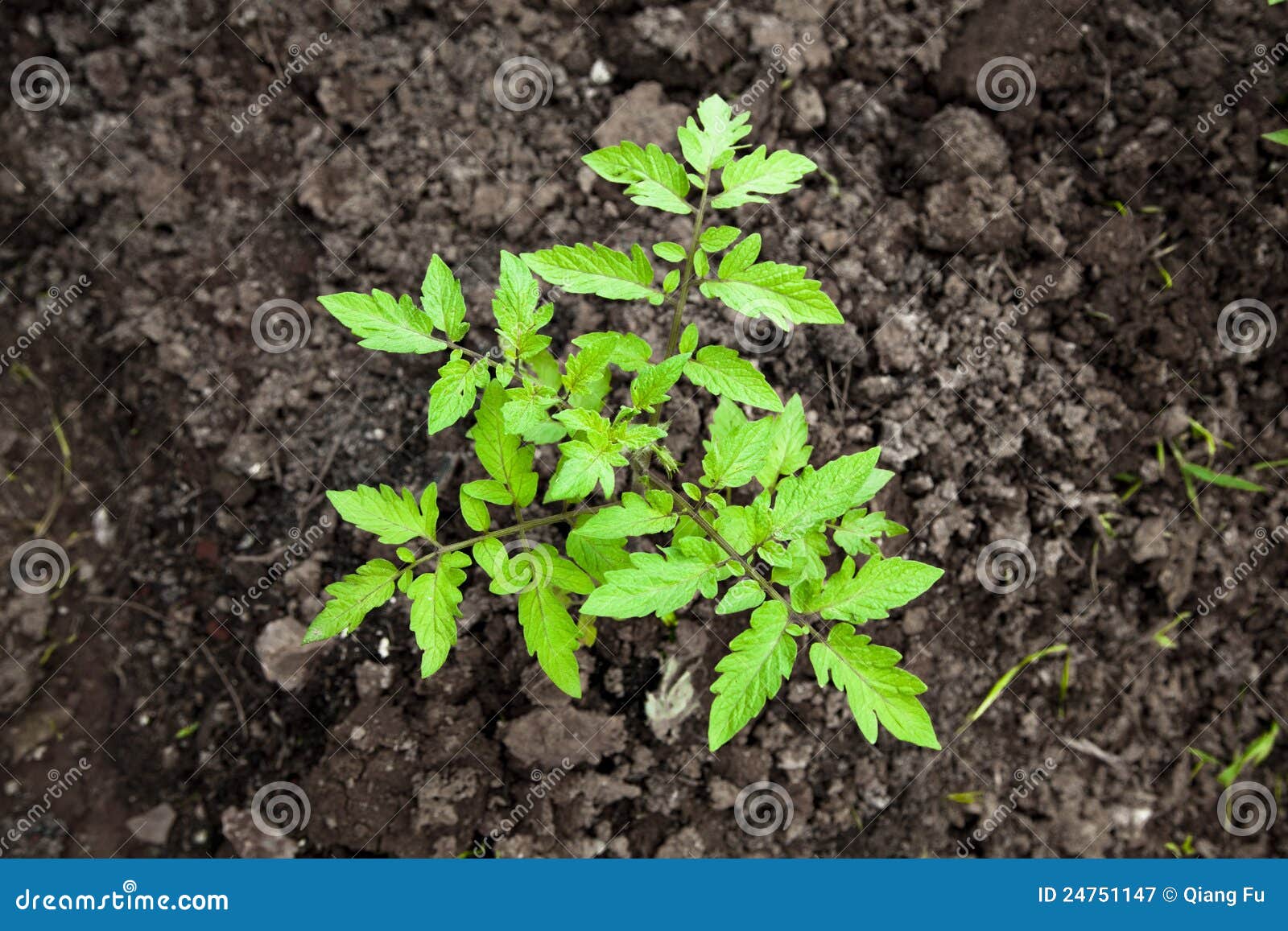 Young tomato plant stock image. Image of isolated, grow - 24751147