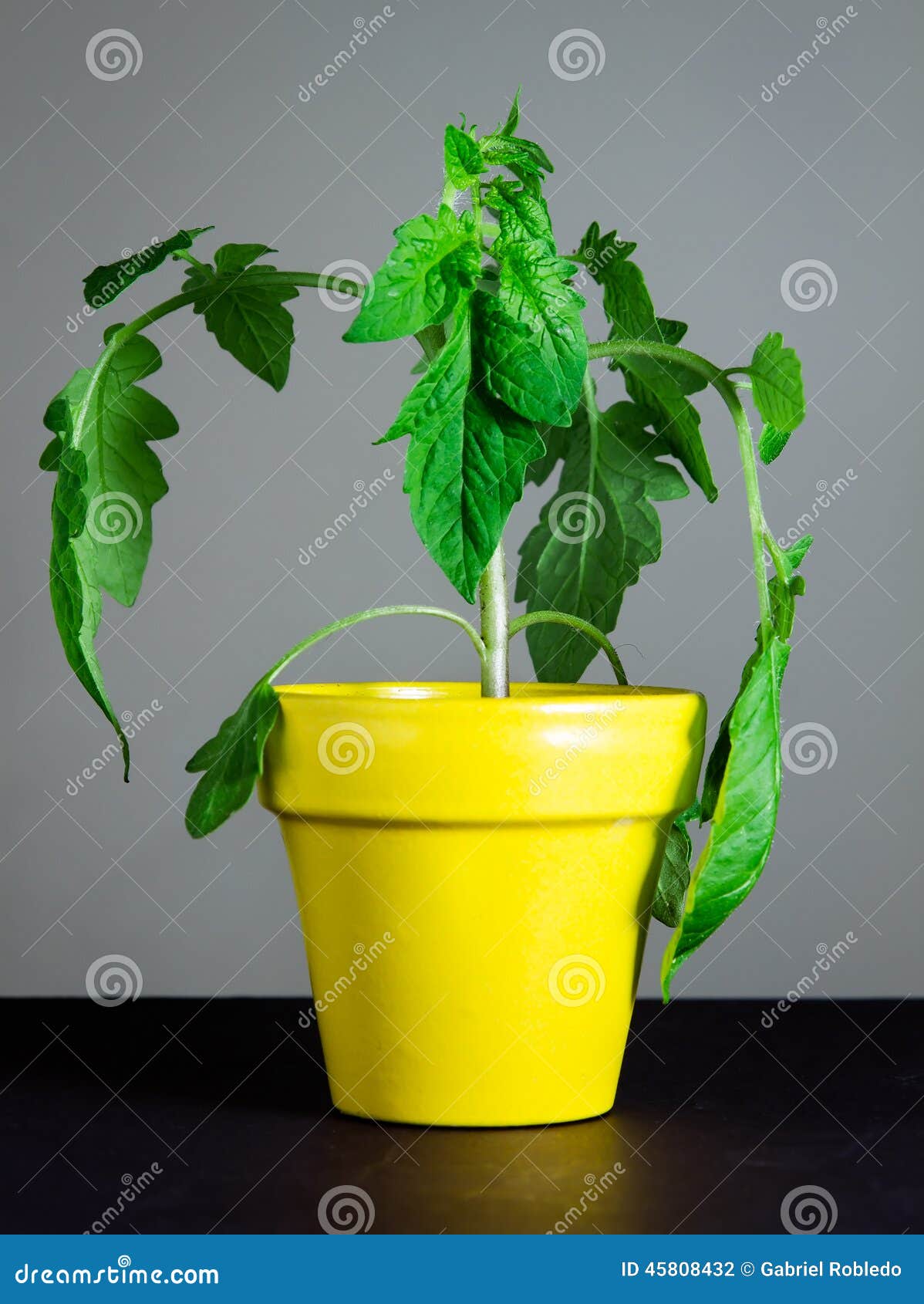 Young tomato plant stock photo. Image of agriculture - 45808432