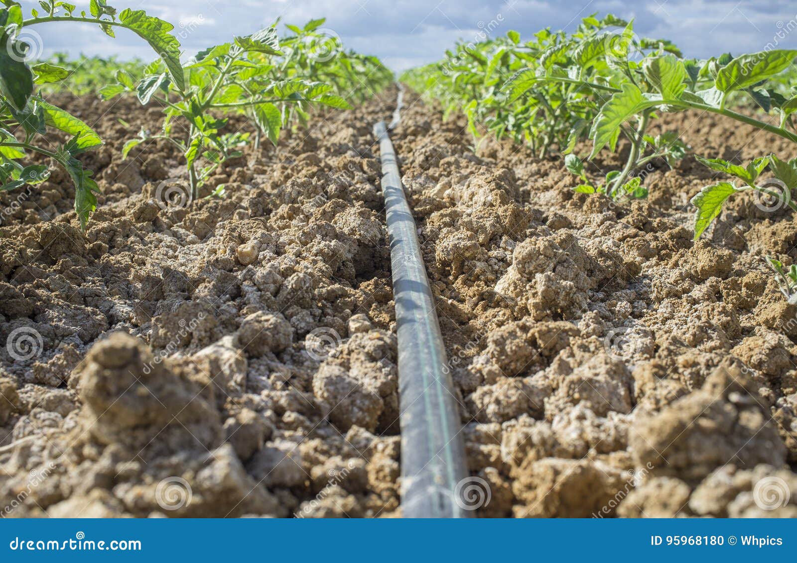 Ground-level View Of Grass Stock Photo | CartoonDealer.com #2293566