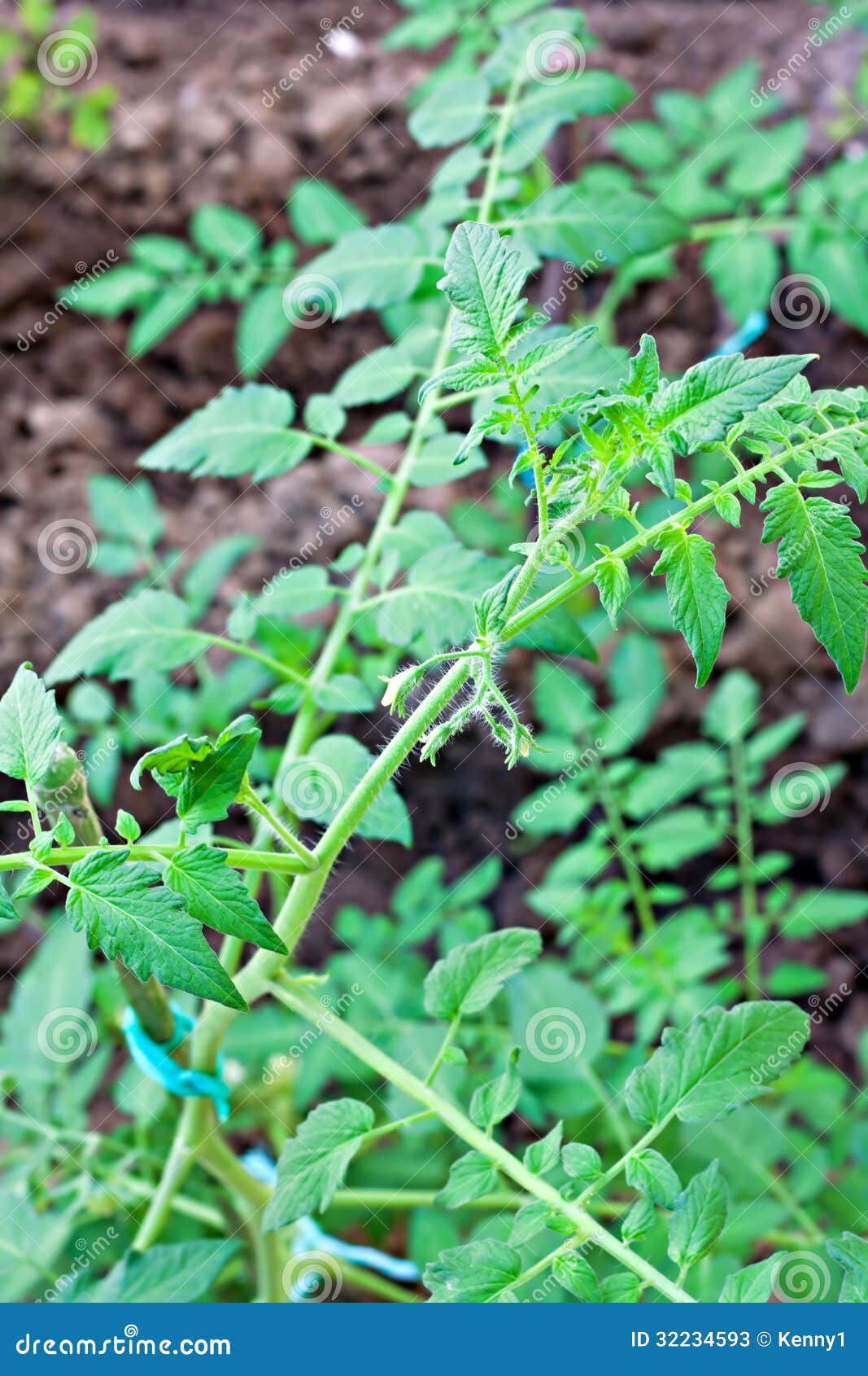 Young tomato plants stock image. Image of closeup, fruit - 32234593