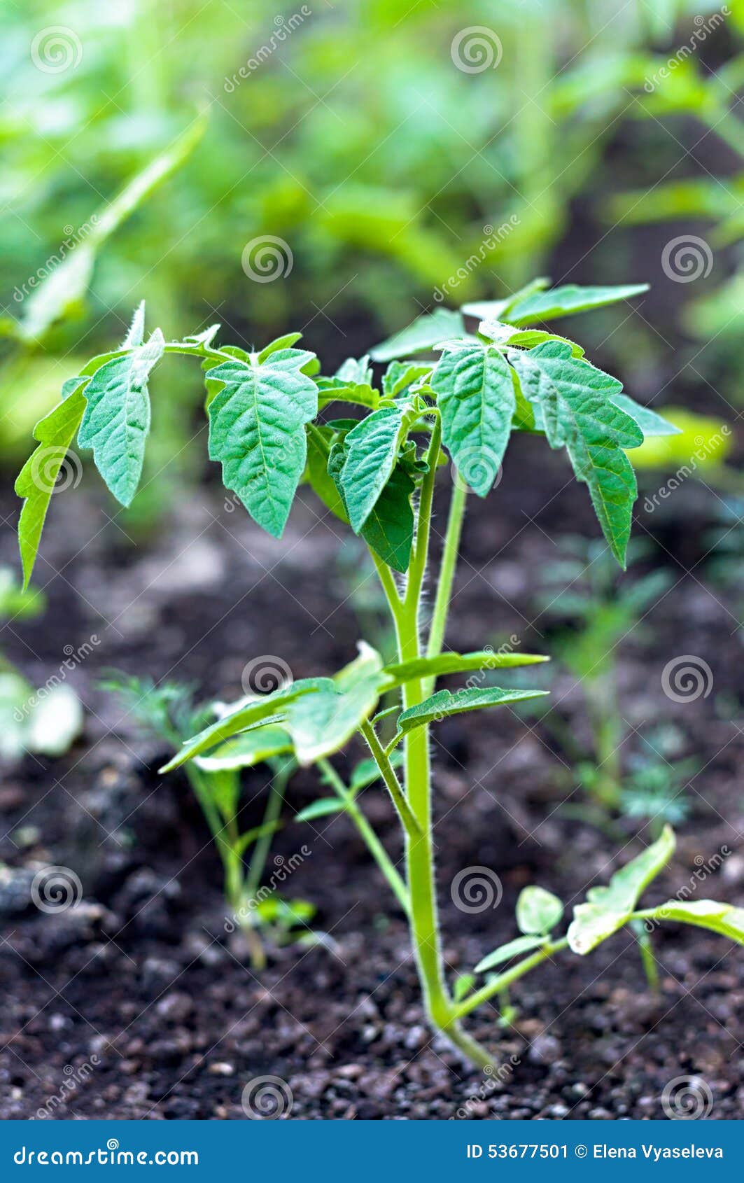 Young Tomato Plants in Garden Stock Image - Image of green, organic ...