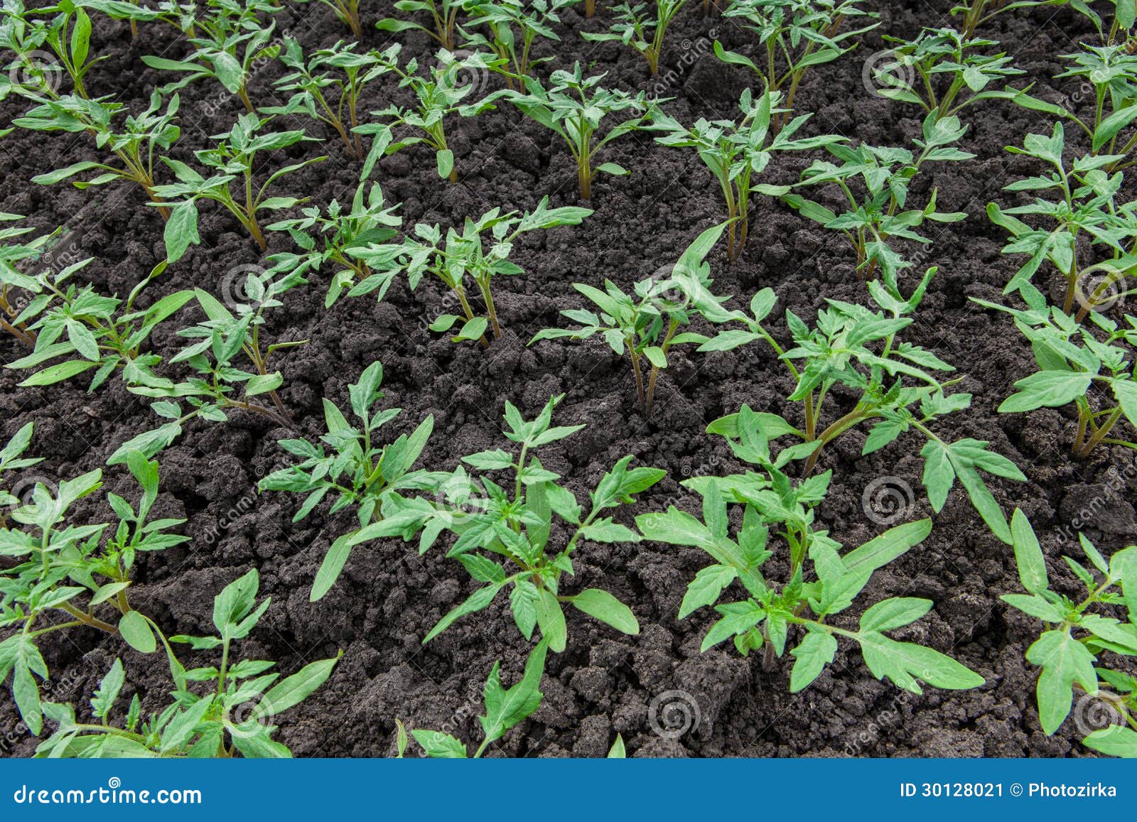 Young tomato plants stock image. Image of greenhouse - 30128021