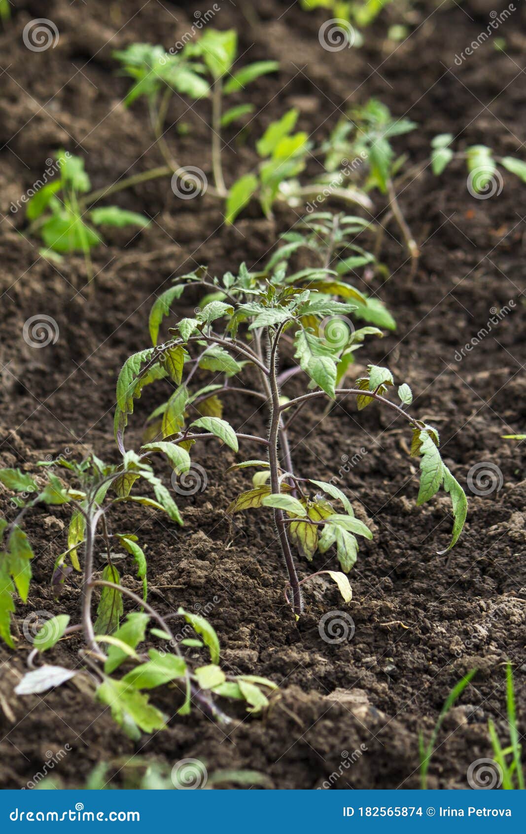 Young Tomato Plants Growing in a Row in the Garden Stock Photo - Image ...