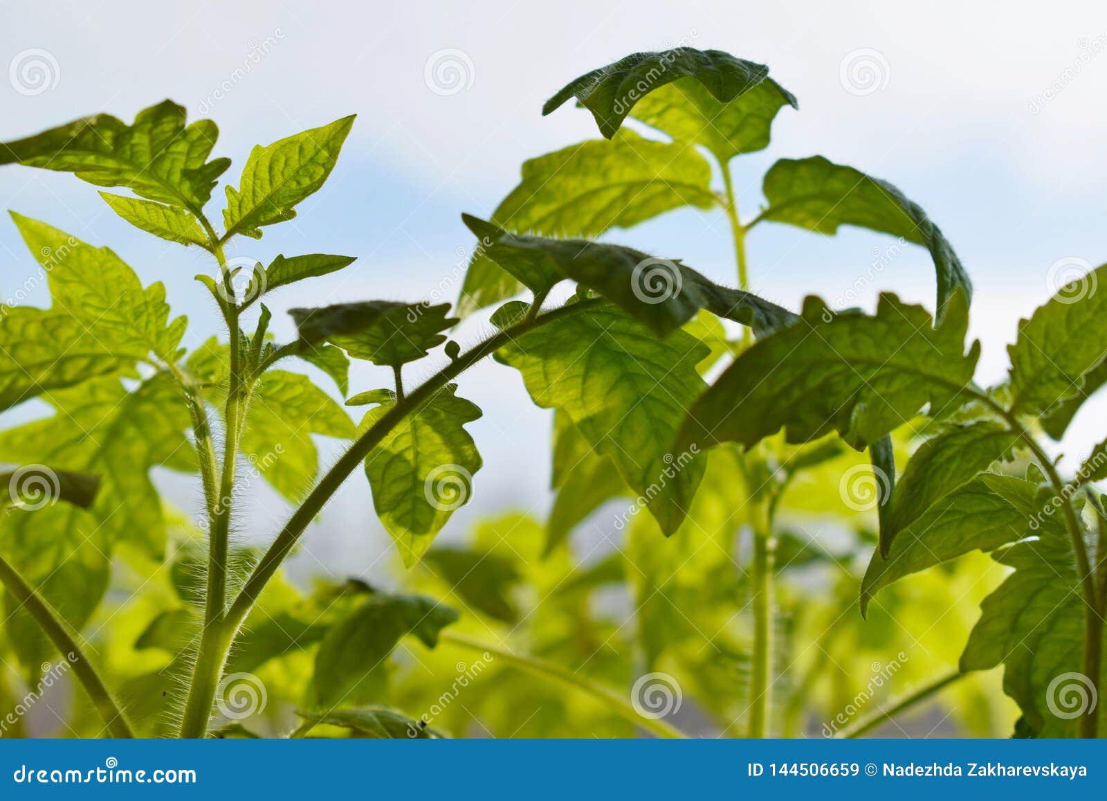 Young tomato plants. stock image. Image of growing, nature - 144506659