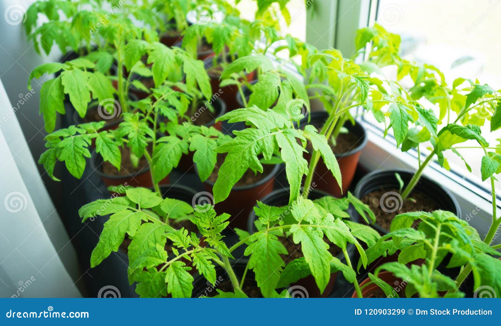 Young tomato plants. stock image. Image of closeup, tomato - 120903299