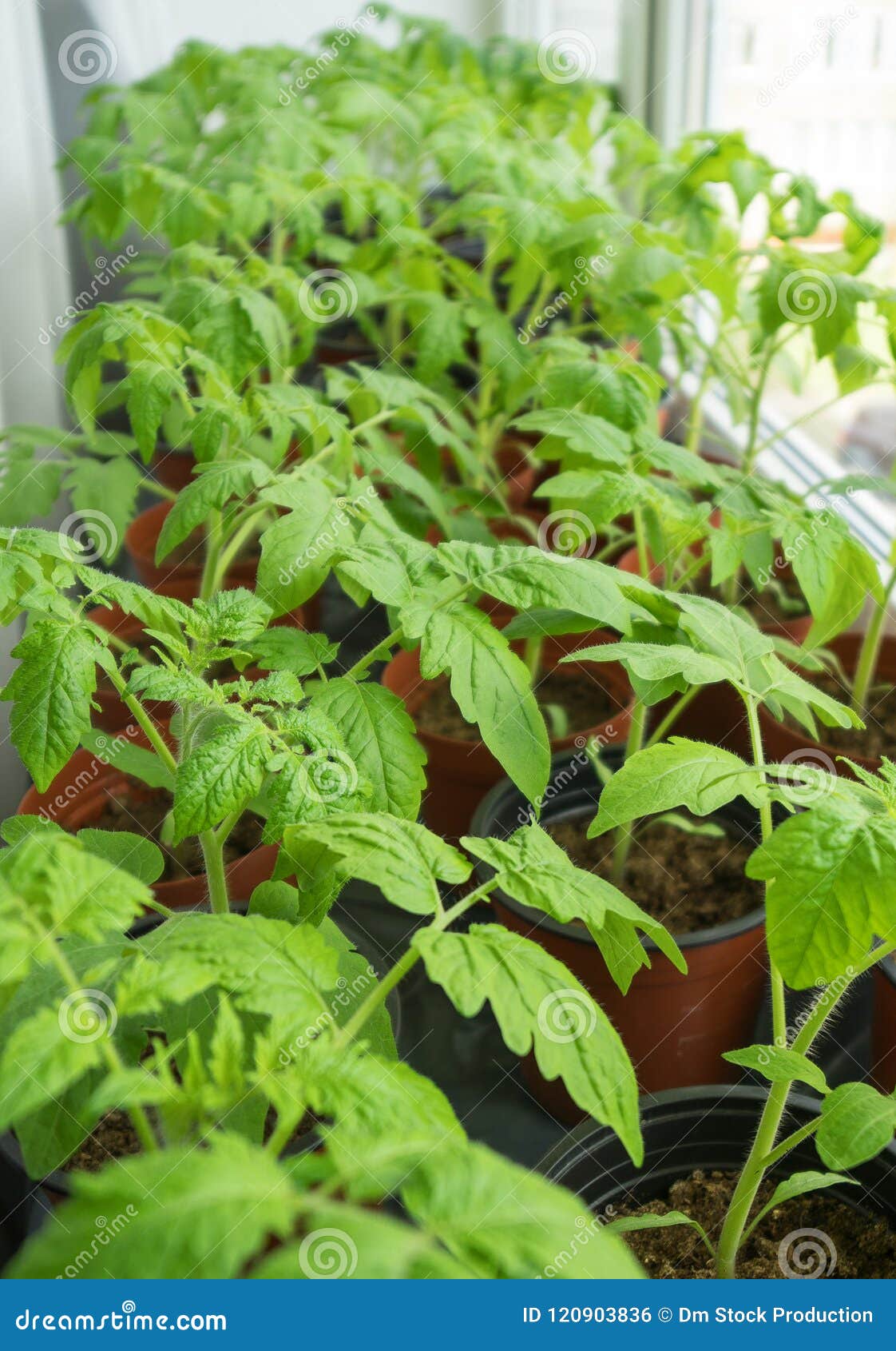 Young tomato plants. stock photo. Image of growing, environmental ...
