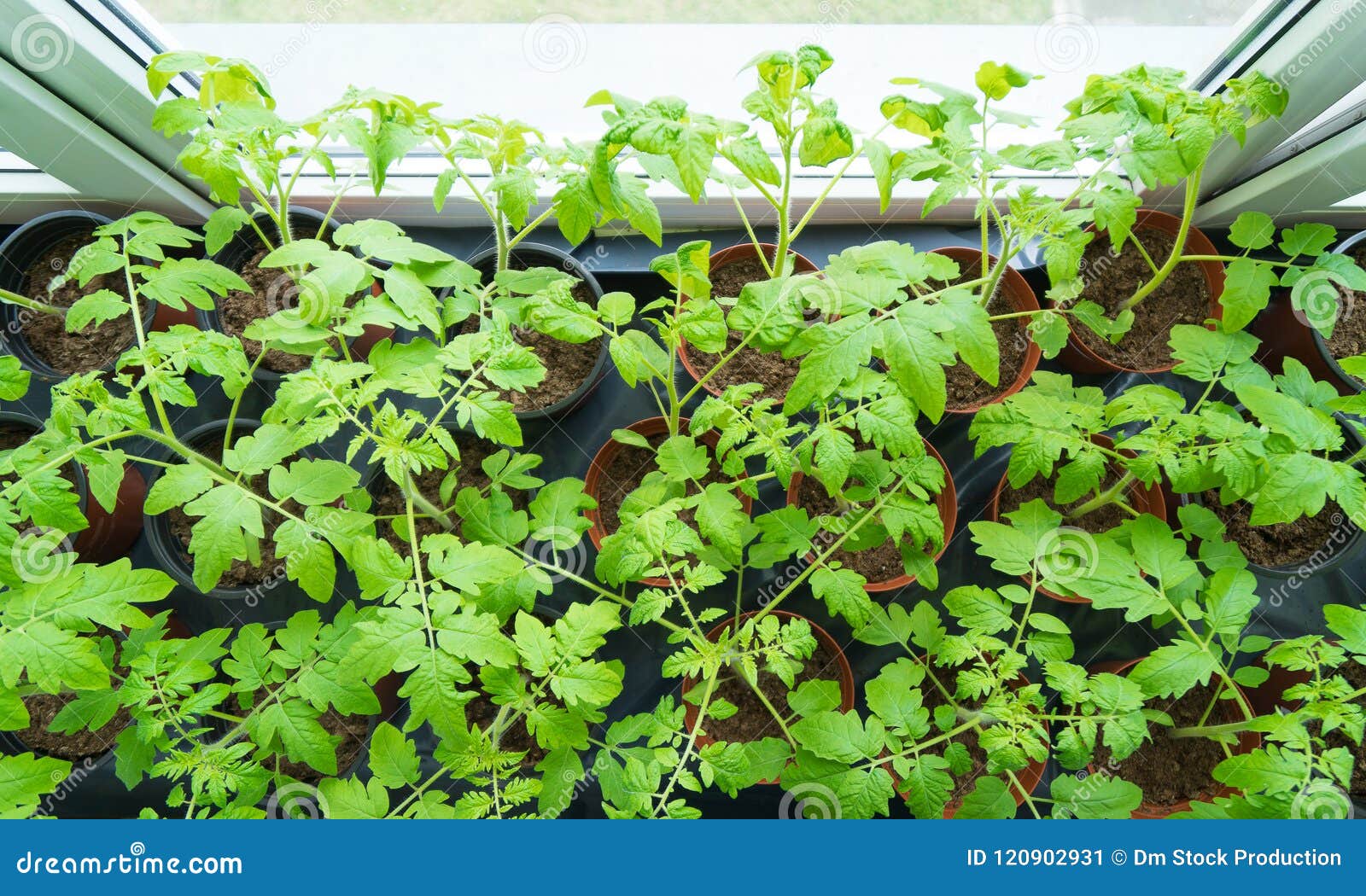 Young tomato plants. stock image. Image of growing, vegetable - 120902931